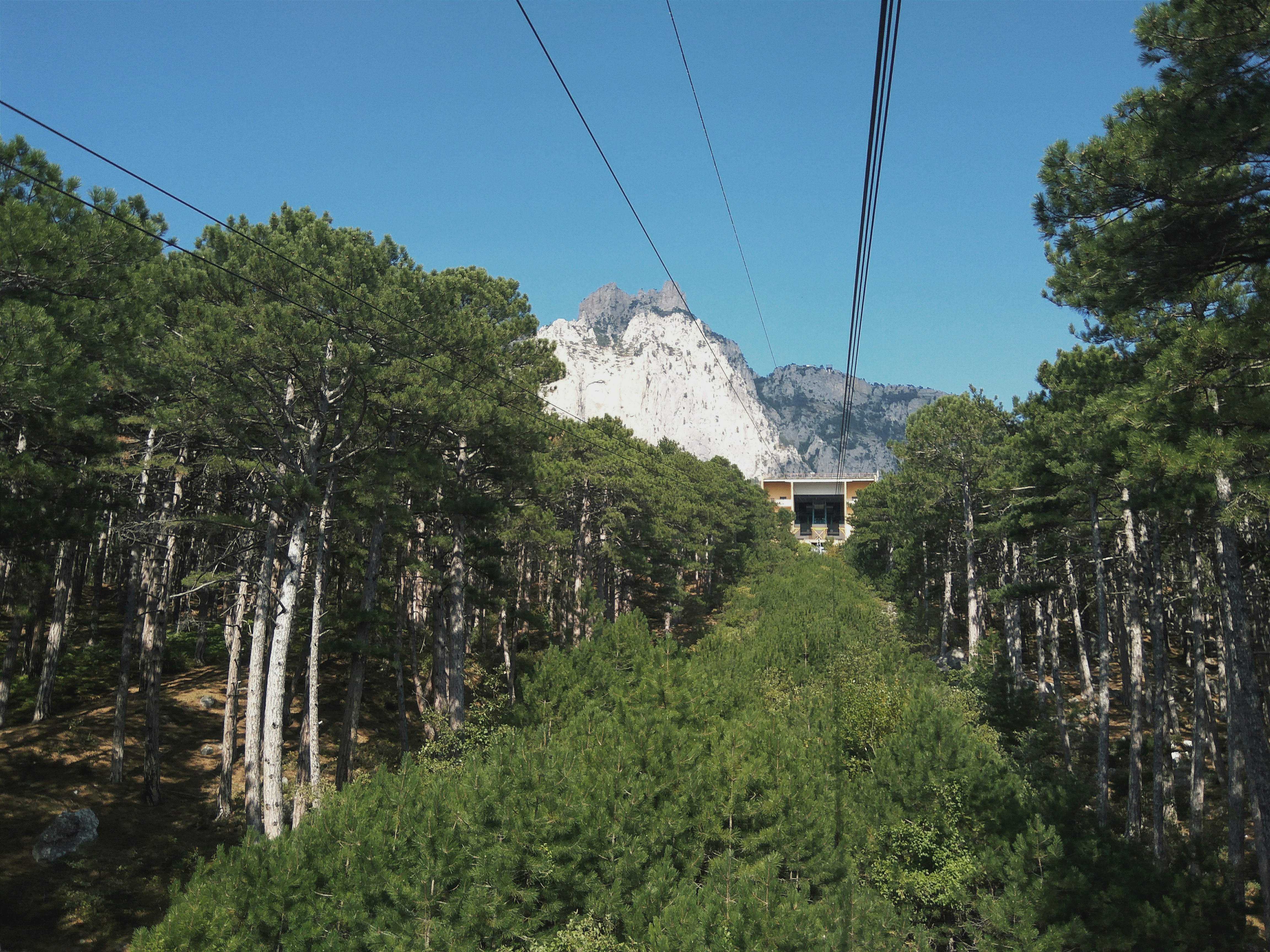 Forest corridor of tall pines on both sides leads to a mountain station with overhead cables against a clear blue sky.