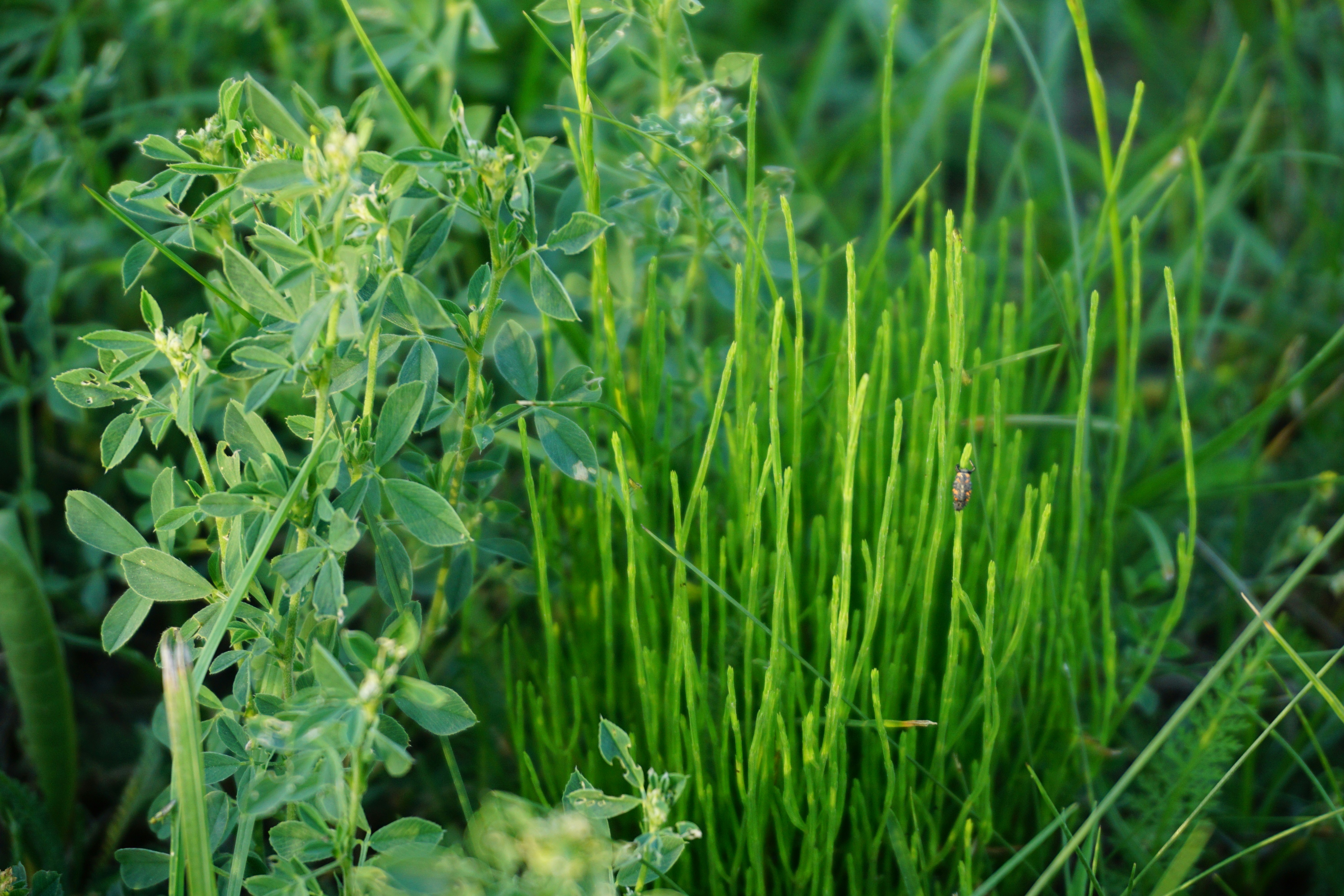 Perennial Plants and Long-Term Stability: The Eco-Friendly Champions of ...