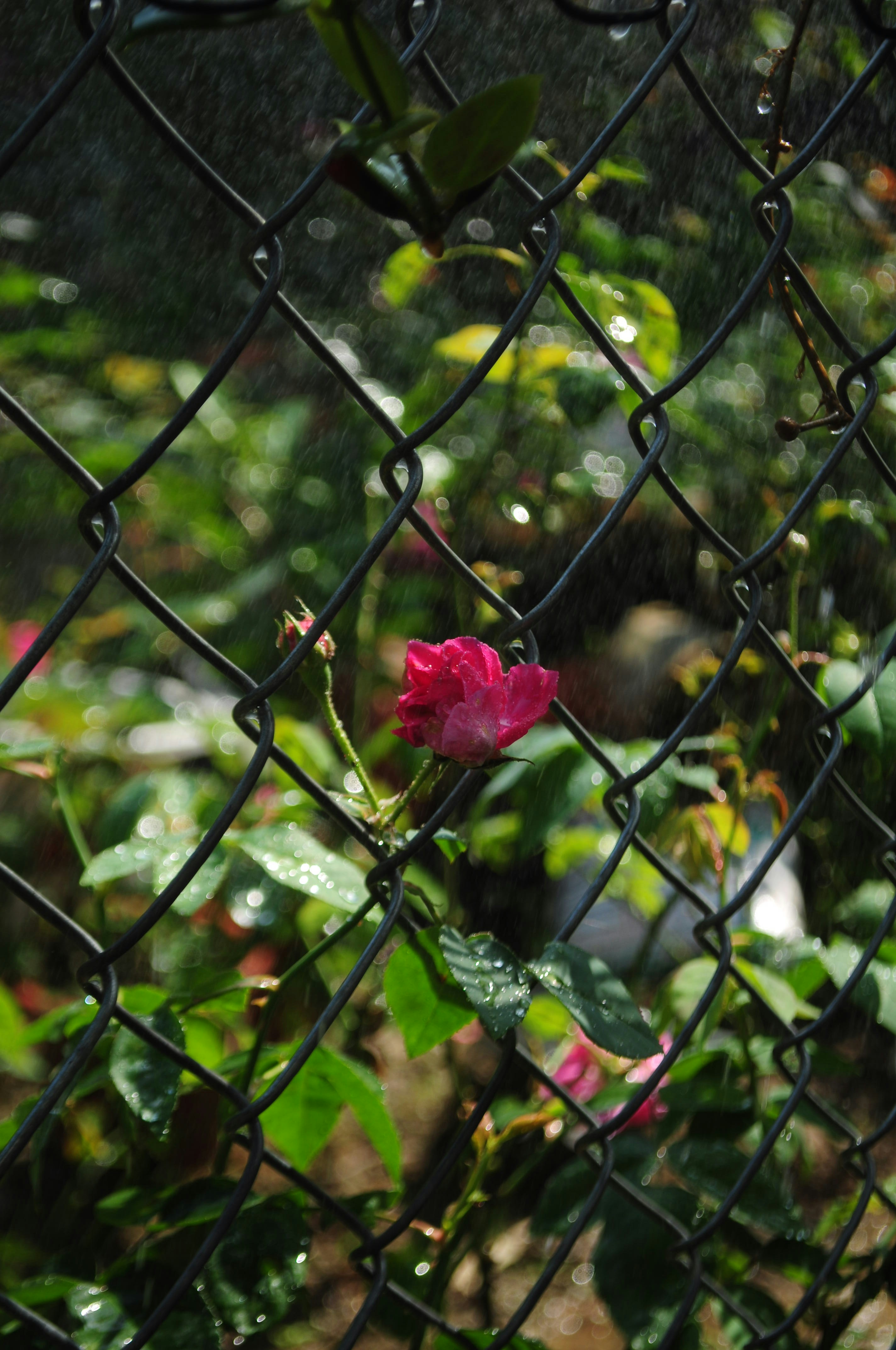 Foto zum Thema Eine rosa Blume wächst durch einen Maschendrahtzaun ...