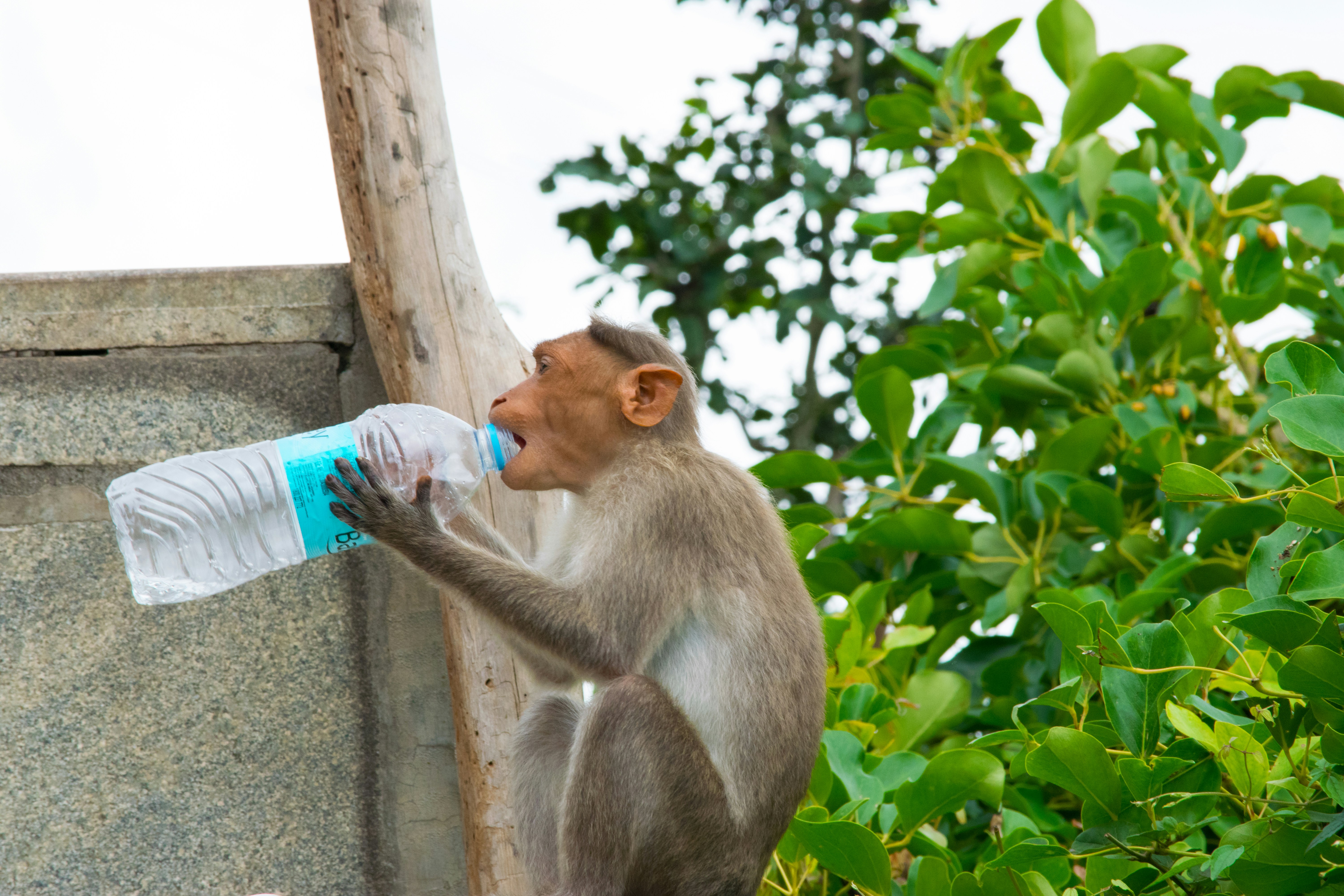Foto Mono marrón bebiendo agua de una botella – Imagen Fauna silvestre ...