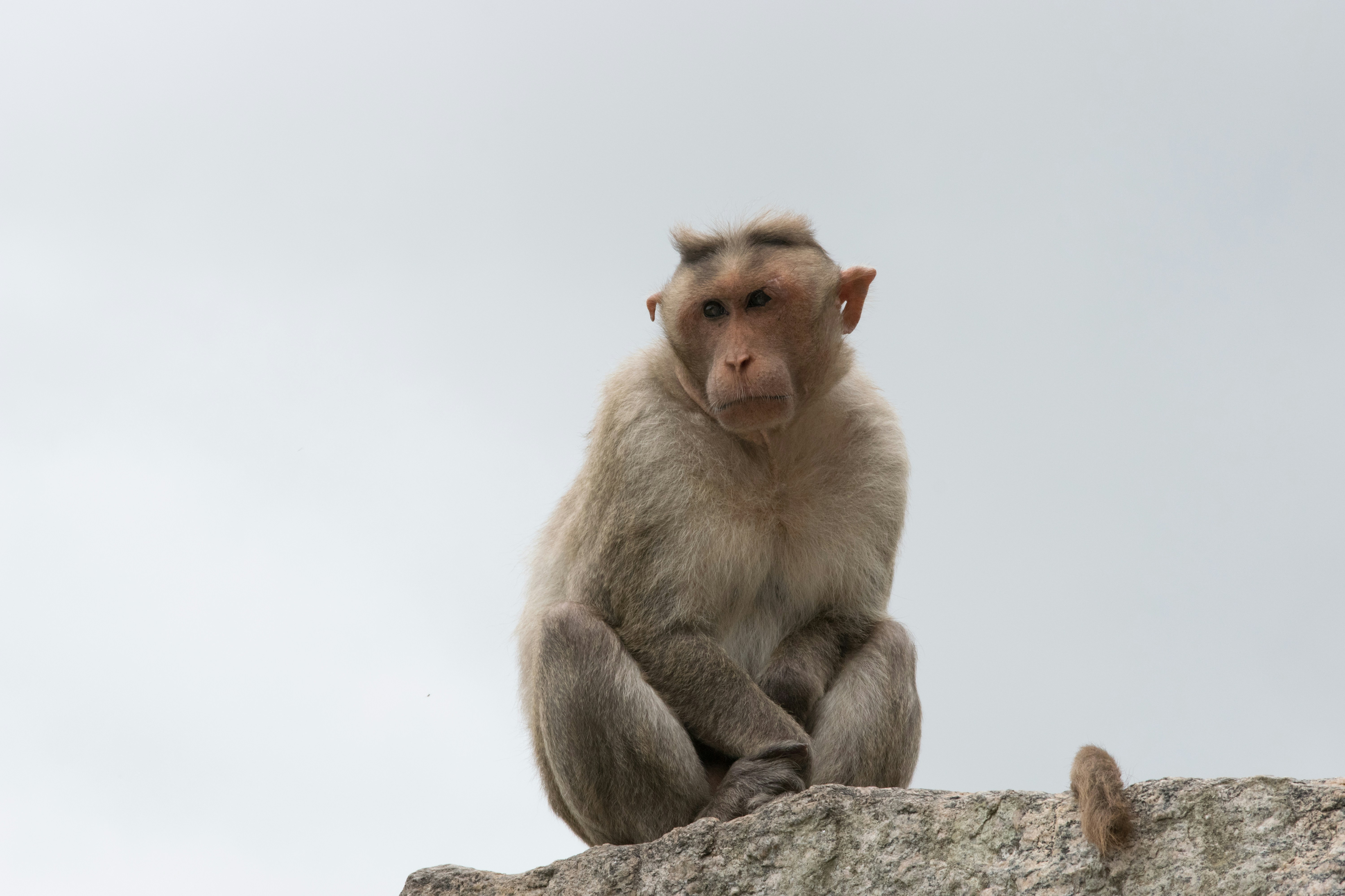 Ridge Sentinel: A macaque perches on weathered granite beneath a cloud-draped sky
