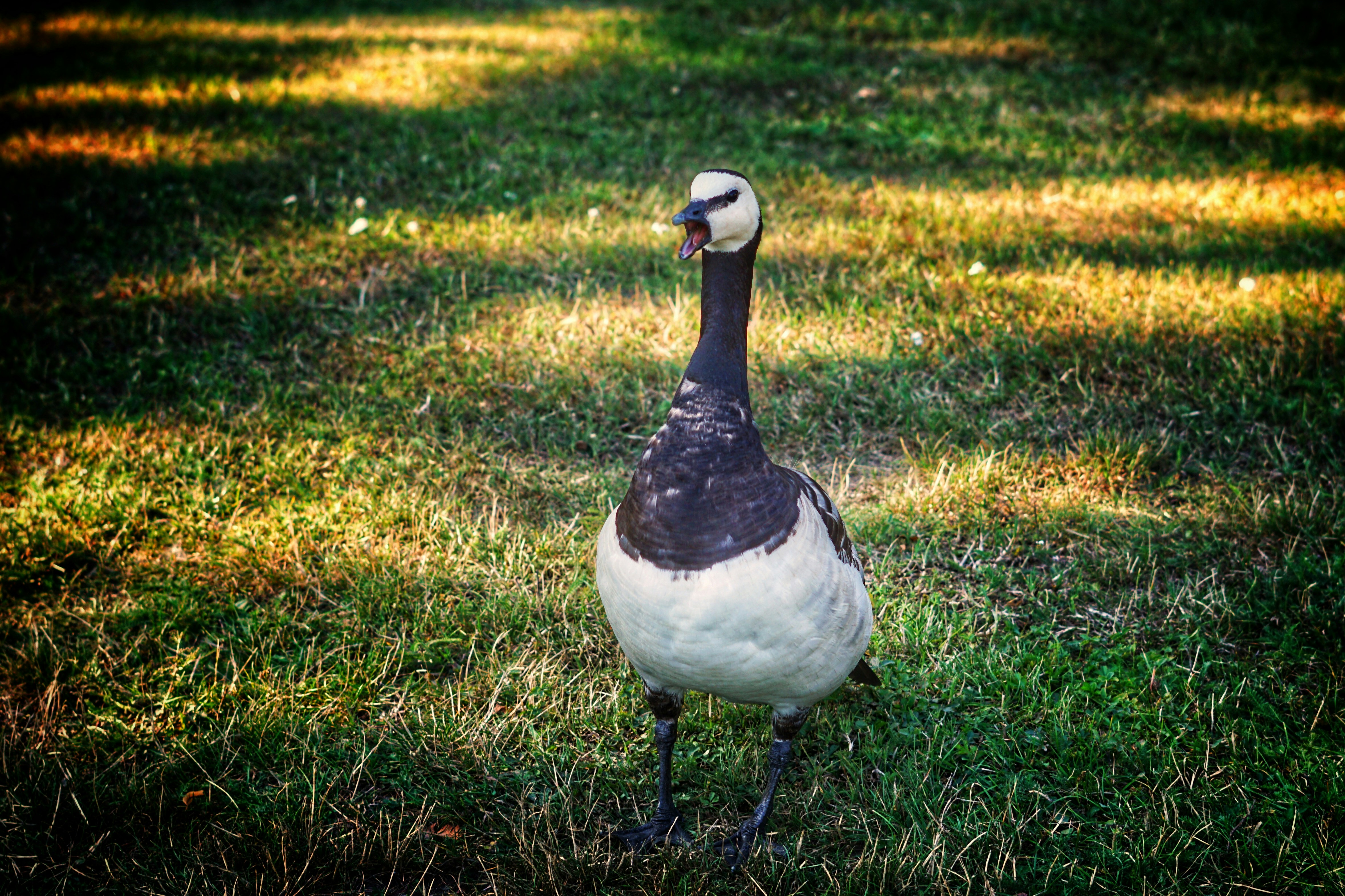 Grounded in Bright Light: A Solo Goose Stands in Sunlit Grass