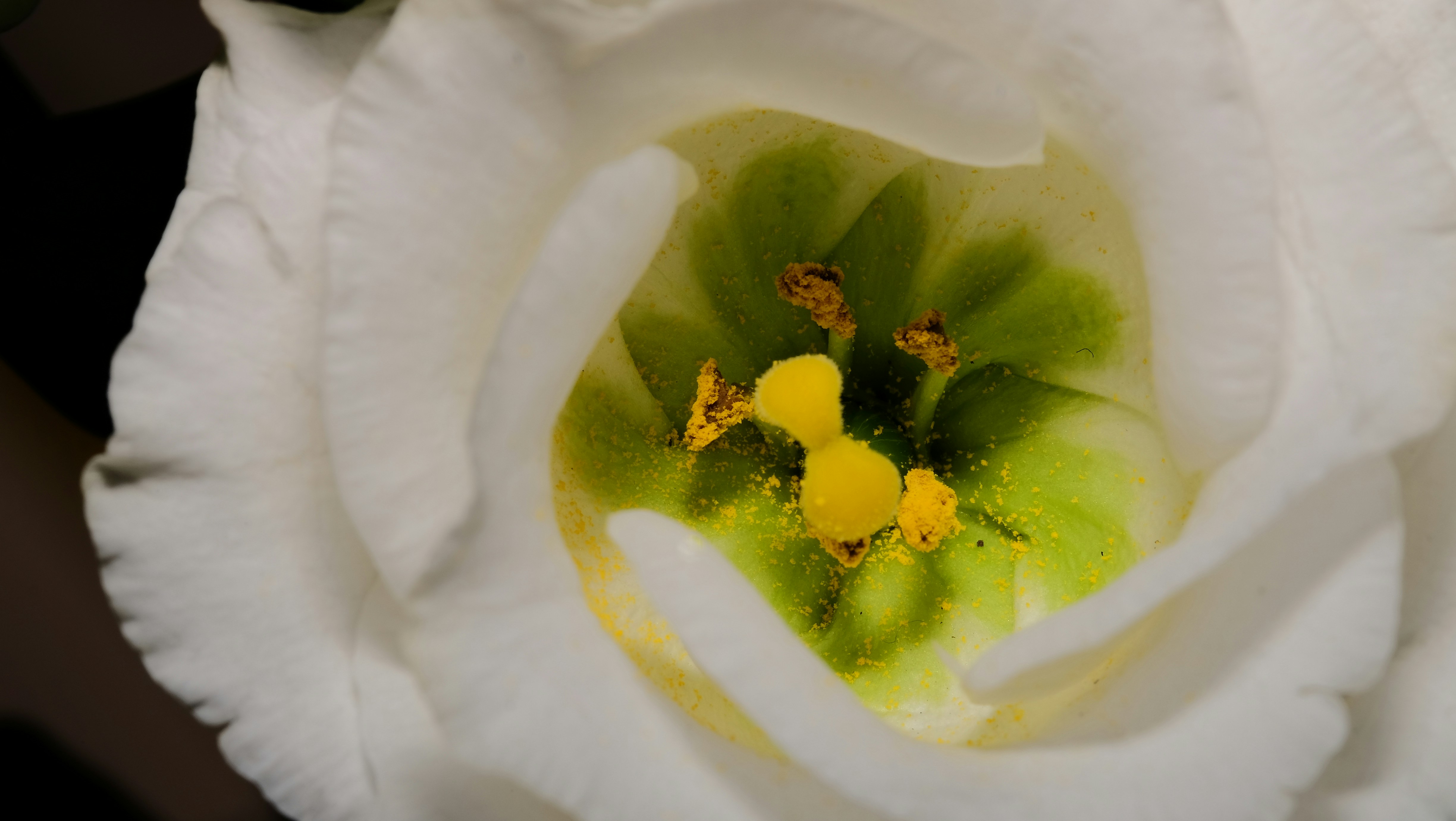 Macro Portrait: Golden Stamens Bloom at the Heart of a White Rose