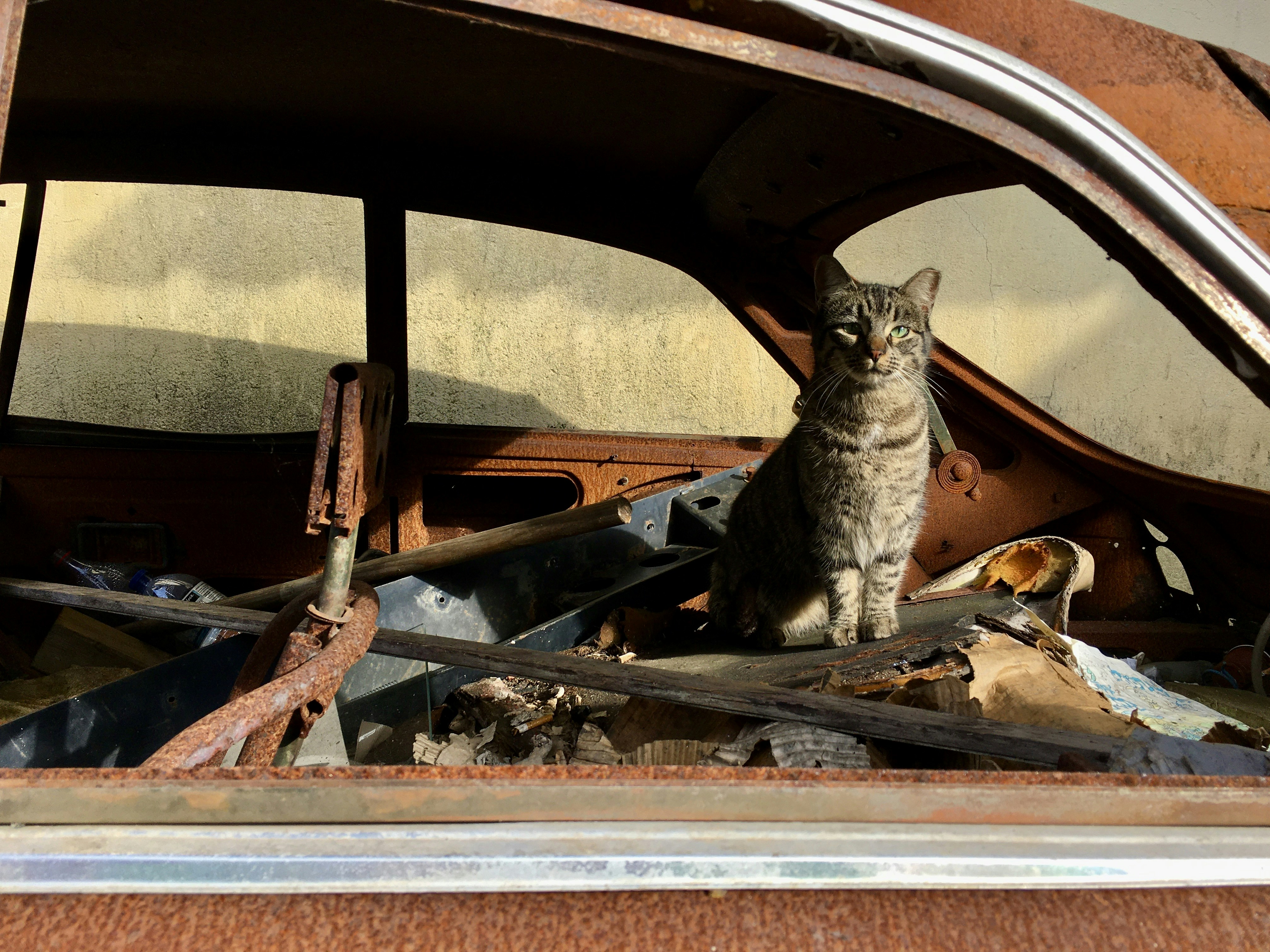 A beautiful cat living in an old car wreck in the streets of Lisbon