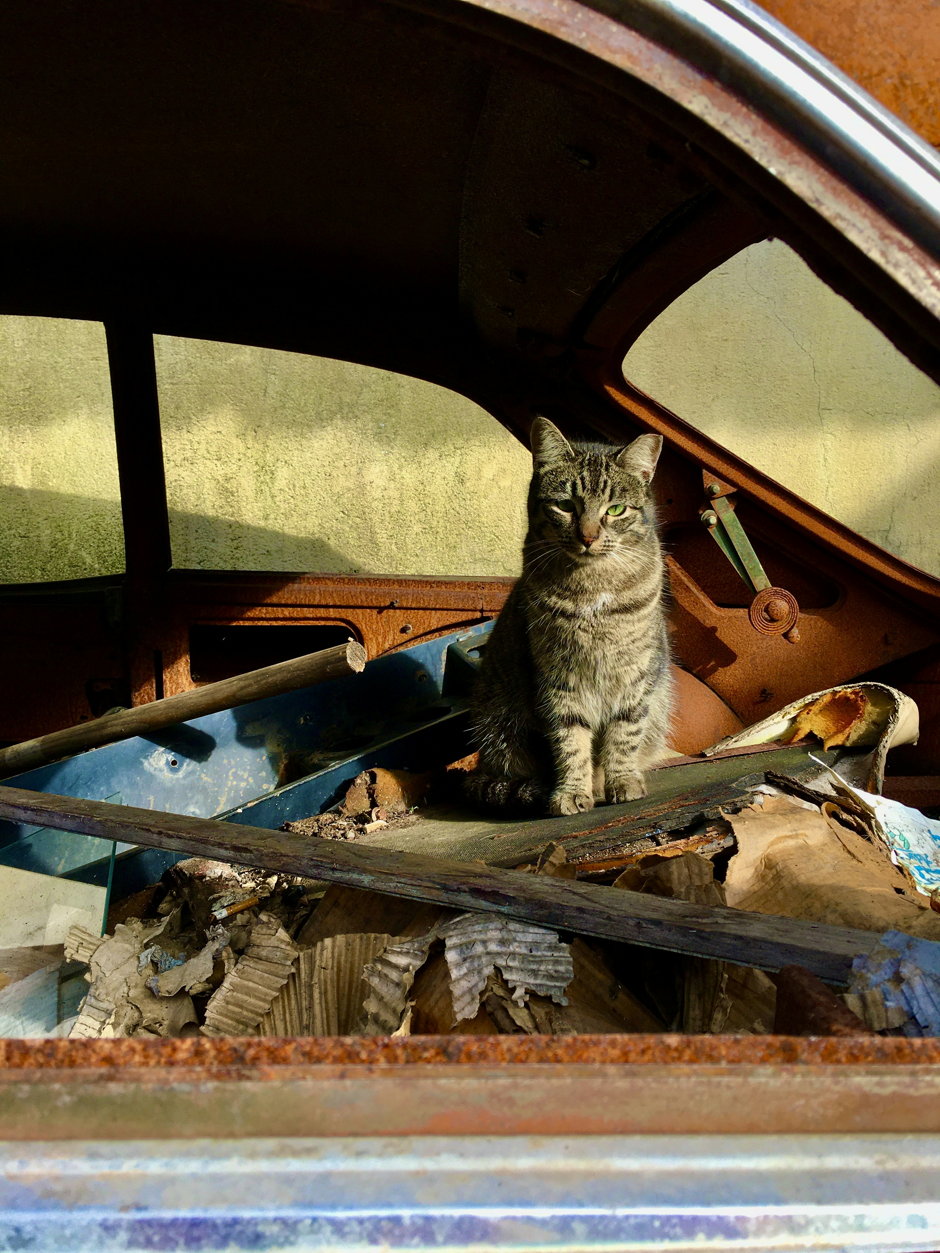 A lonely cat living in an old car in the streets of Lisbon
