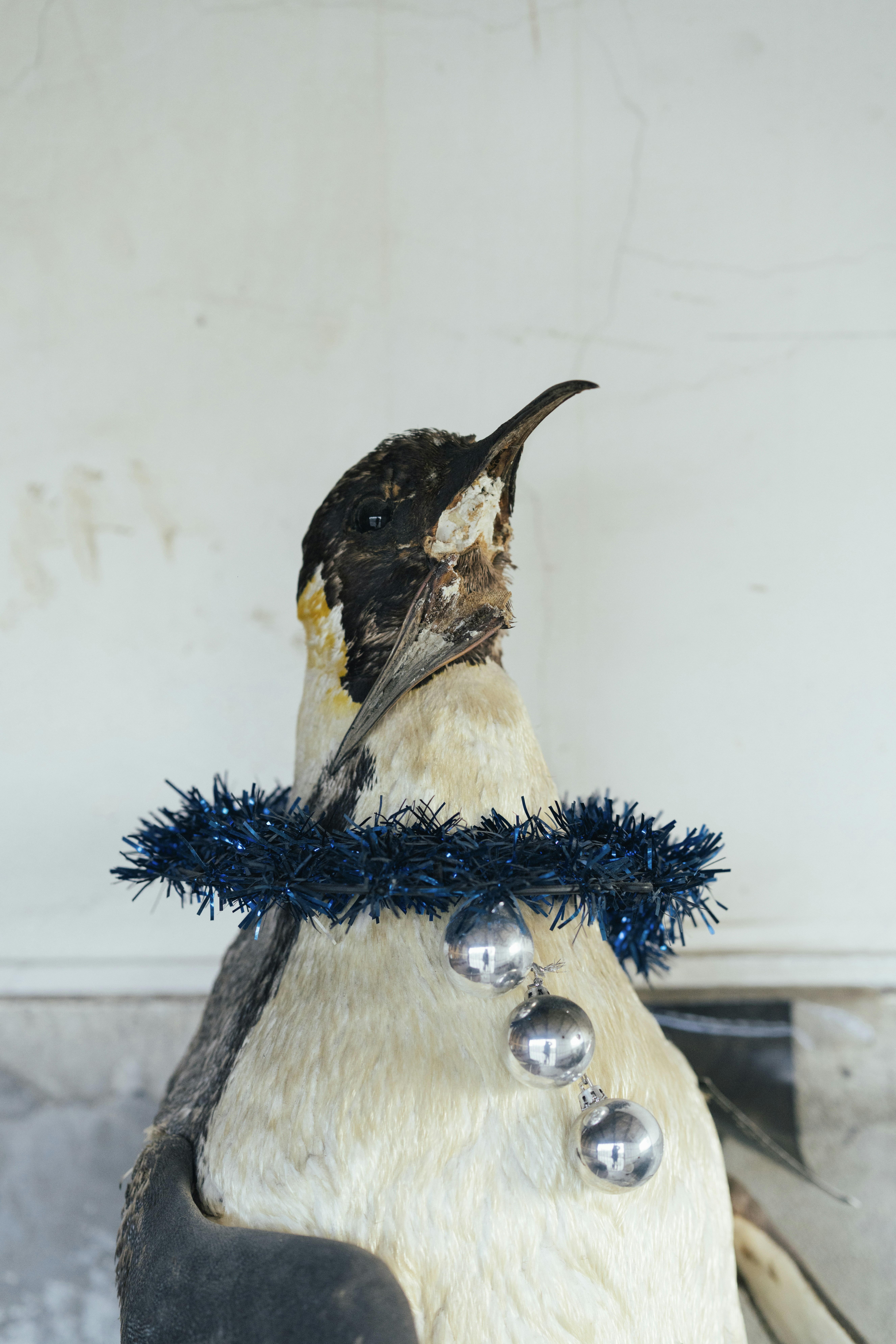 Beak Tilted Up, Blue Tinsel Crown: Penguin Statue Wears Silver Necklace
