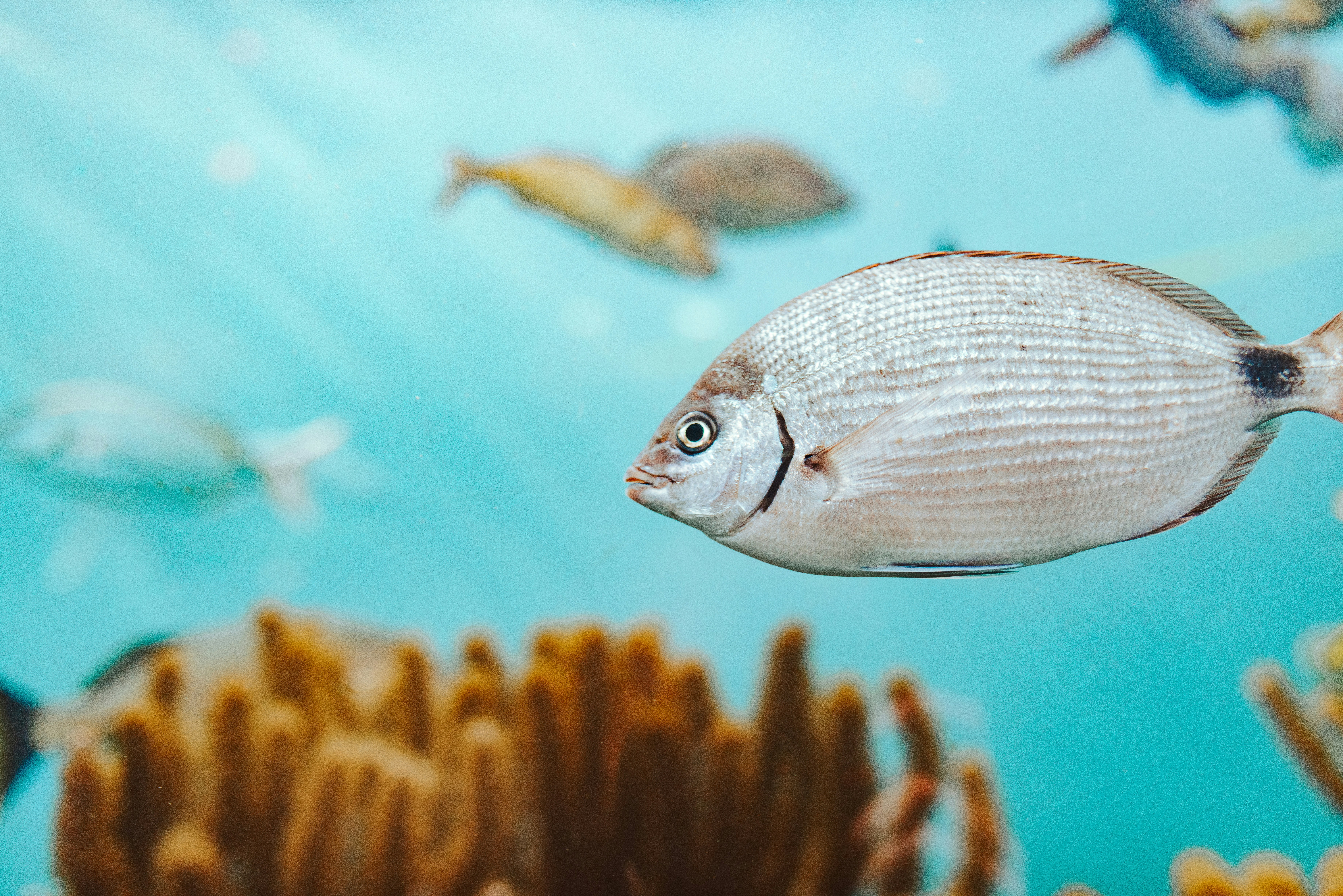 Grey and black fish in water photo – Free Museum and zoo Image on Unsplash
