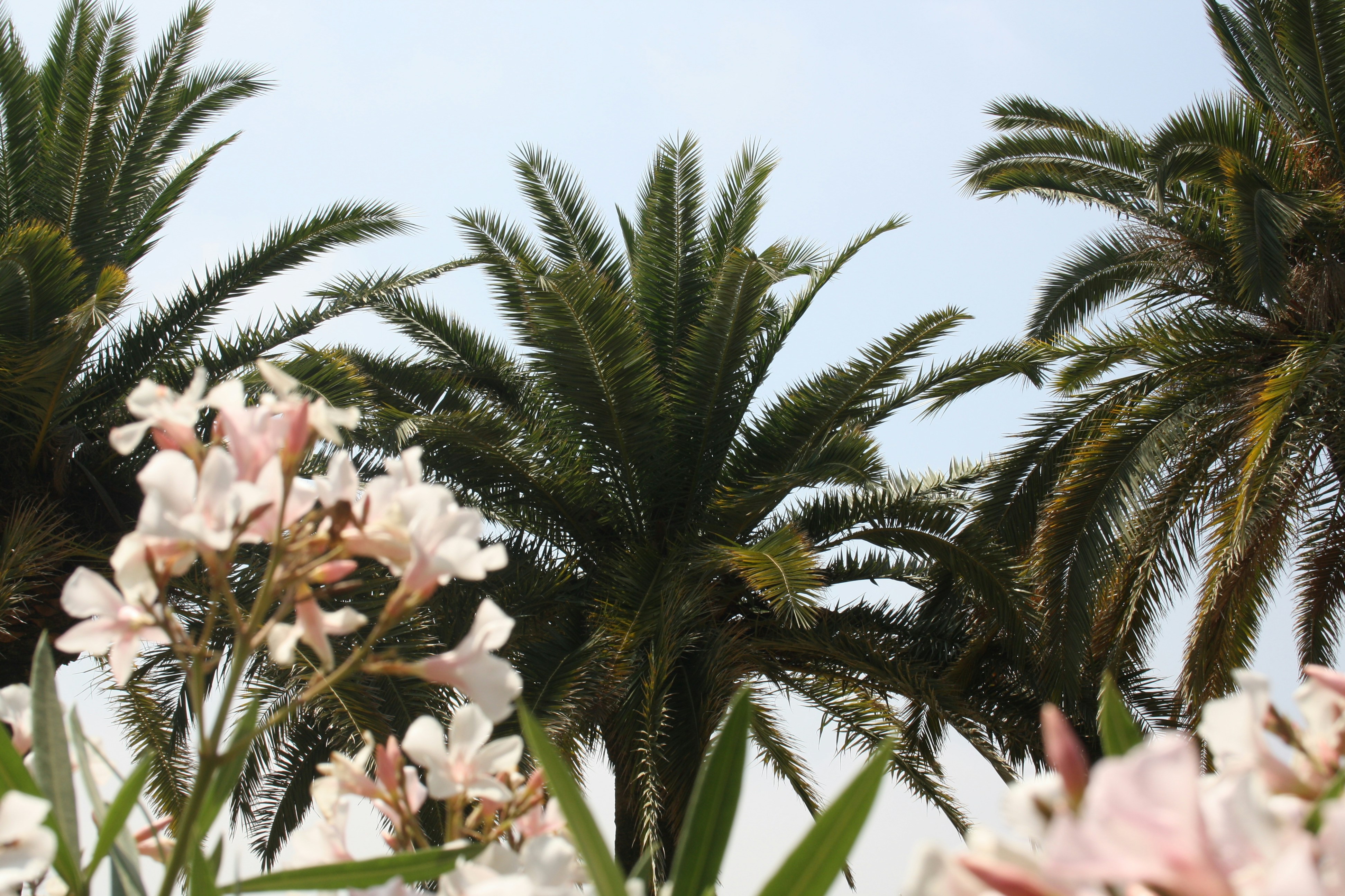 Palm Canopy Framed by Spring Blush