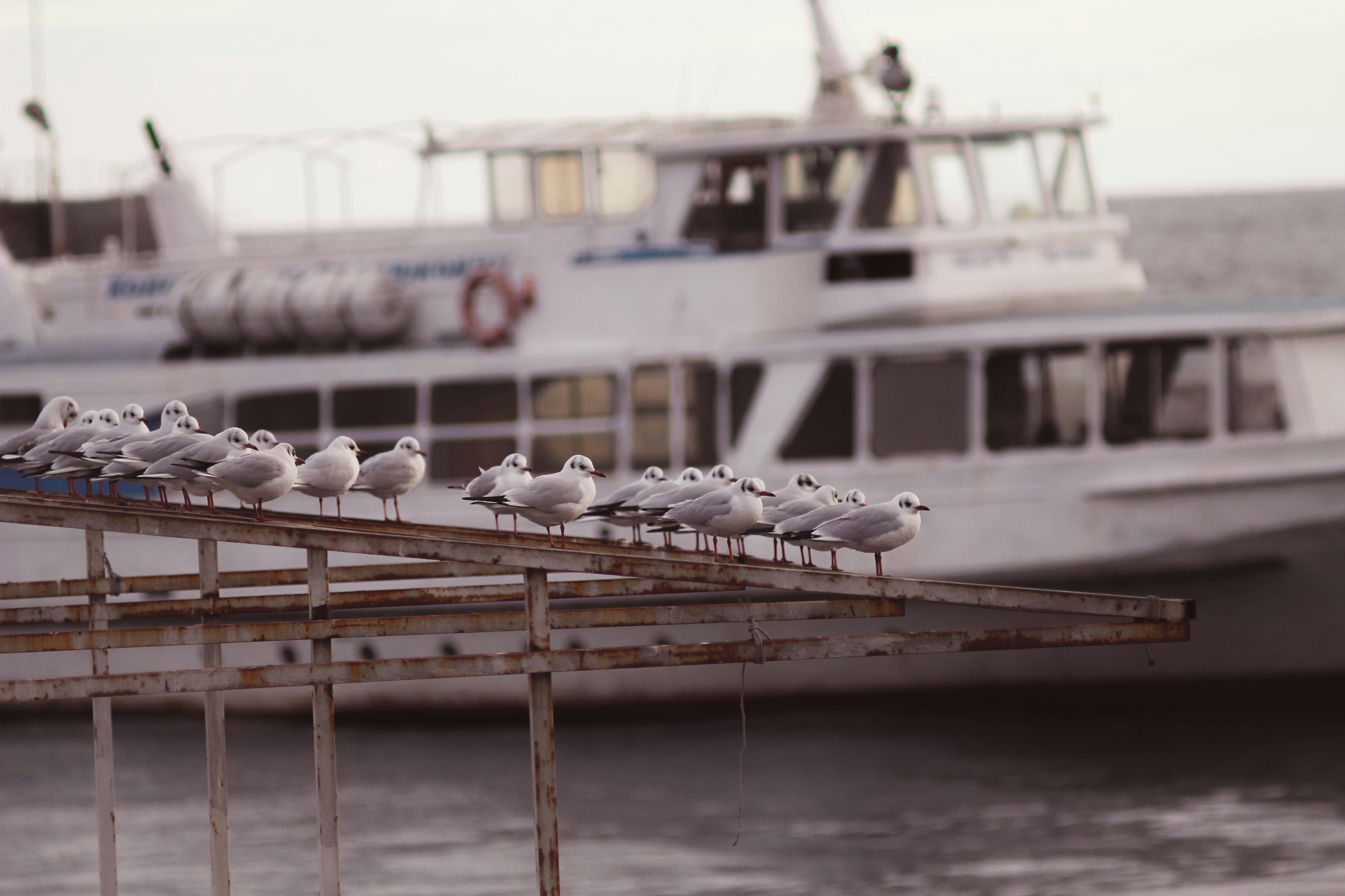 Seagull Row Beneath a Harbor Vessel: Quiet Rusted Pier Scene