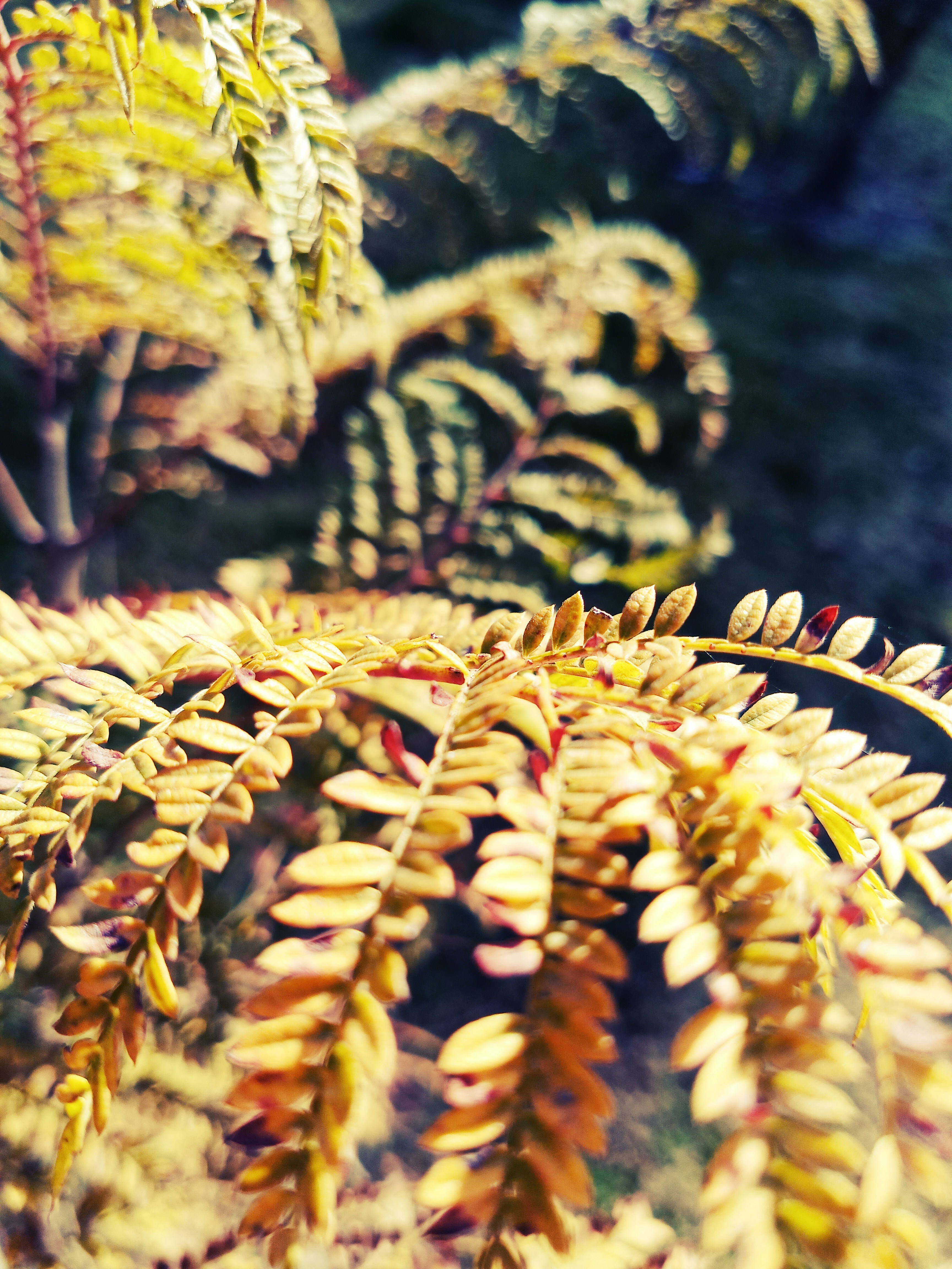 close up of leaves with bokeh