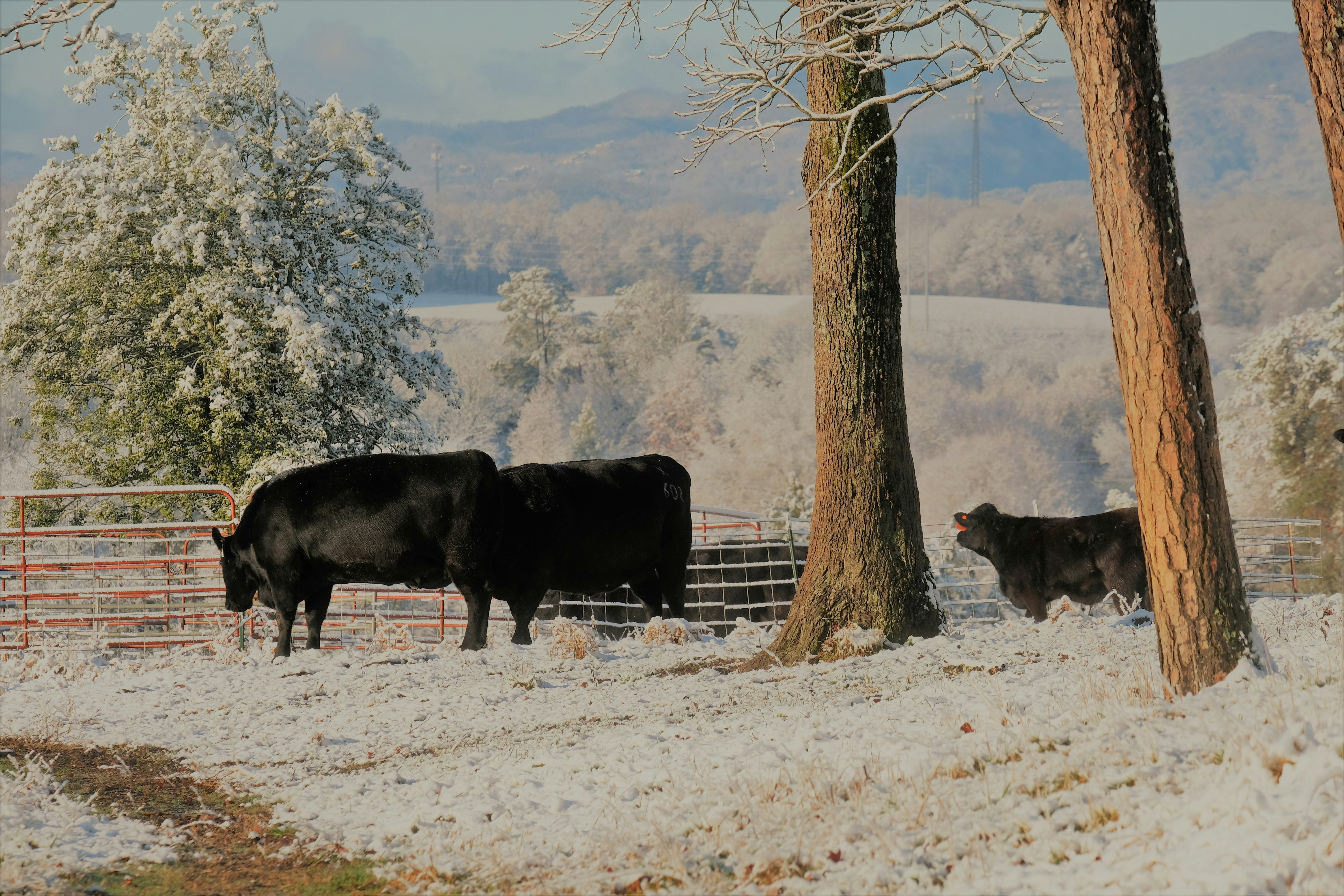 Snow-Covered Pasture: Cattle at Distant Fence beneath Winter Trees