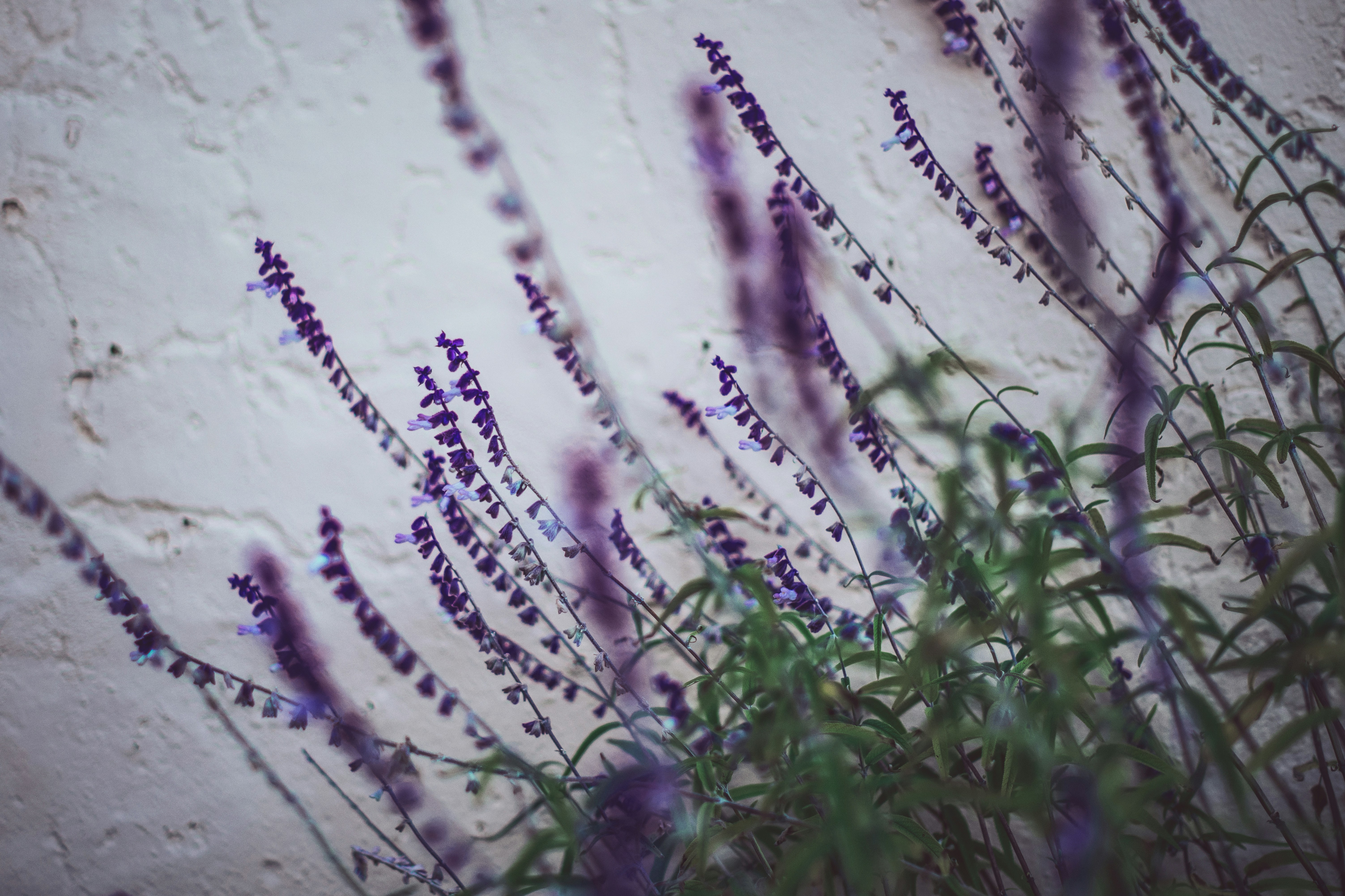 Delicate lavender flowers sway gently against a rustic, textured wall, creating a serene and tranquil atmosphere.