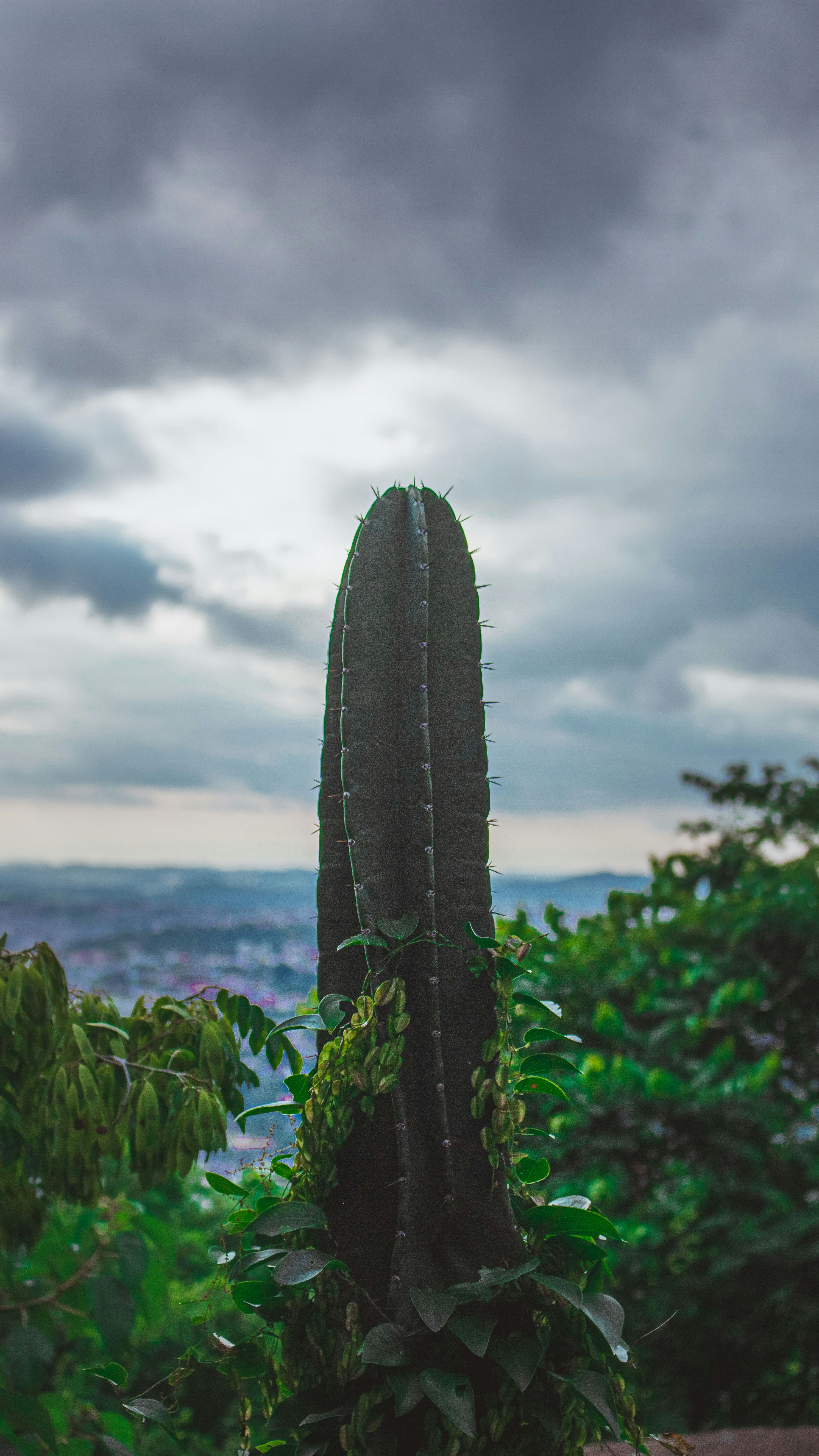 A Solitary Cactus Reaches Toward a Clouded Horizon