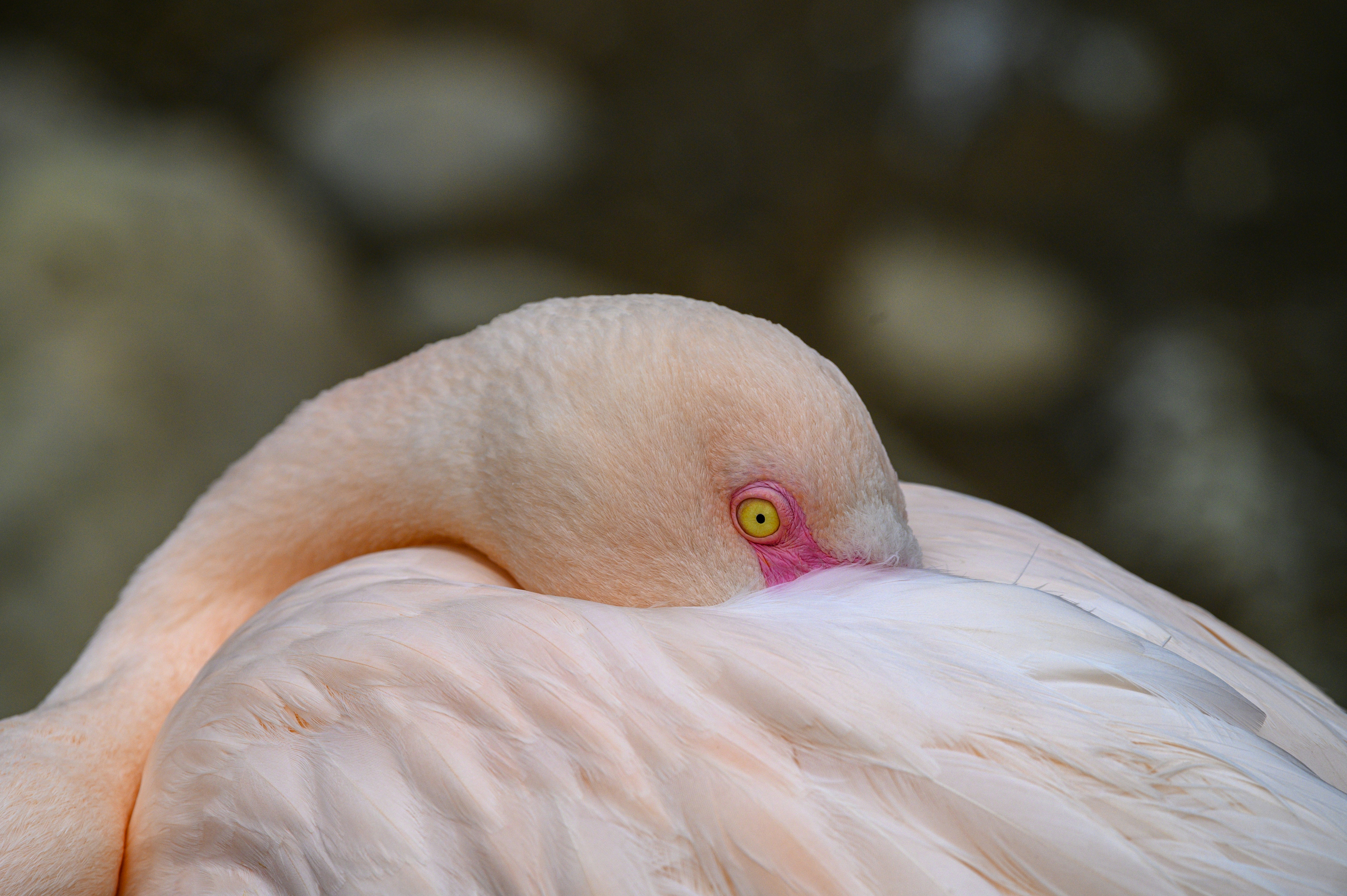 Définition de ouh | Dictionnaire français