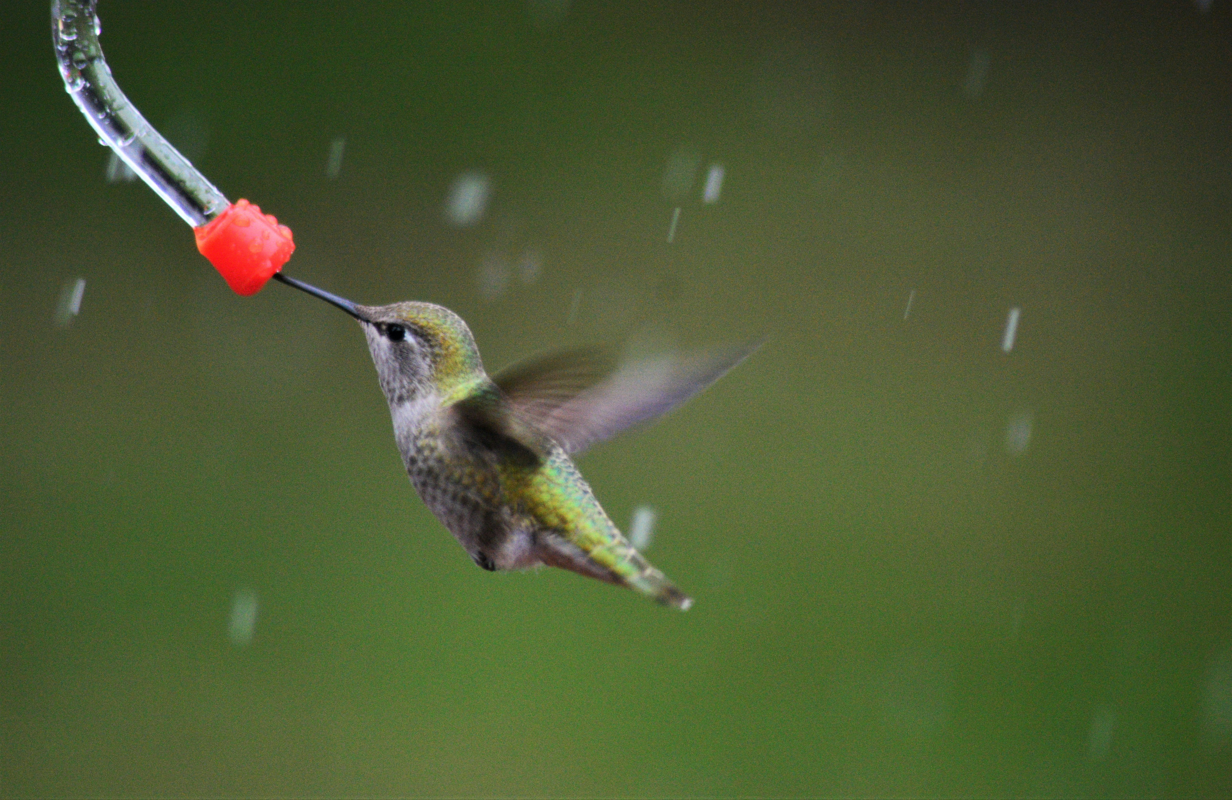 Brown and green humming bird flying photo – Free Animal Image on Unsplash