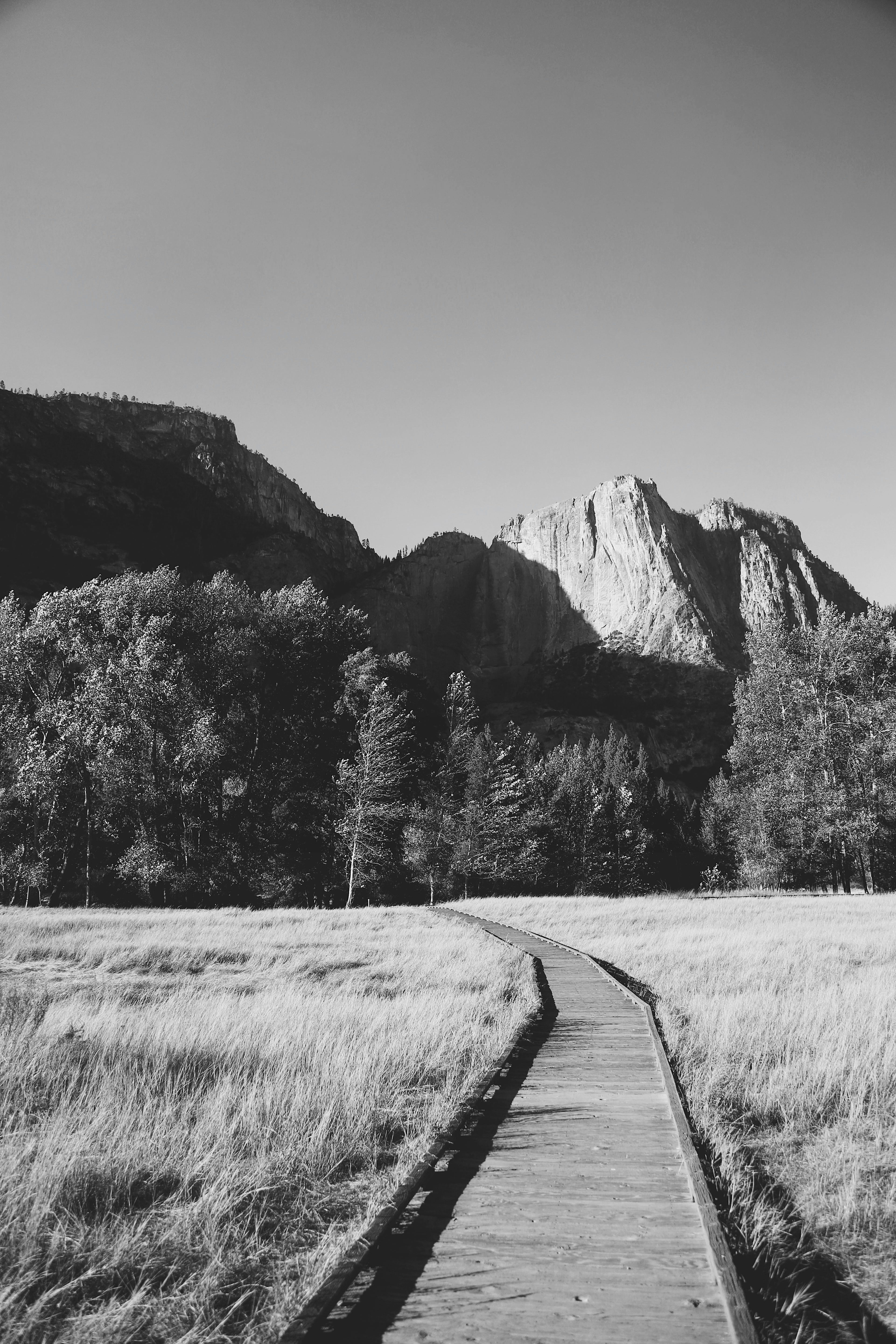 grayscale photo of trees and mountain