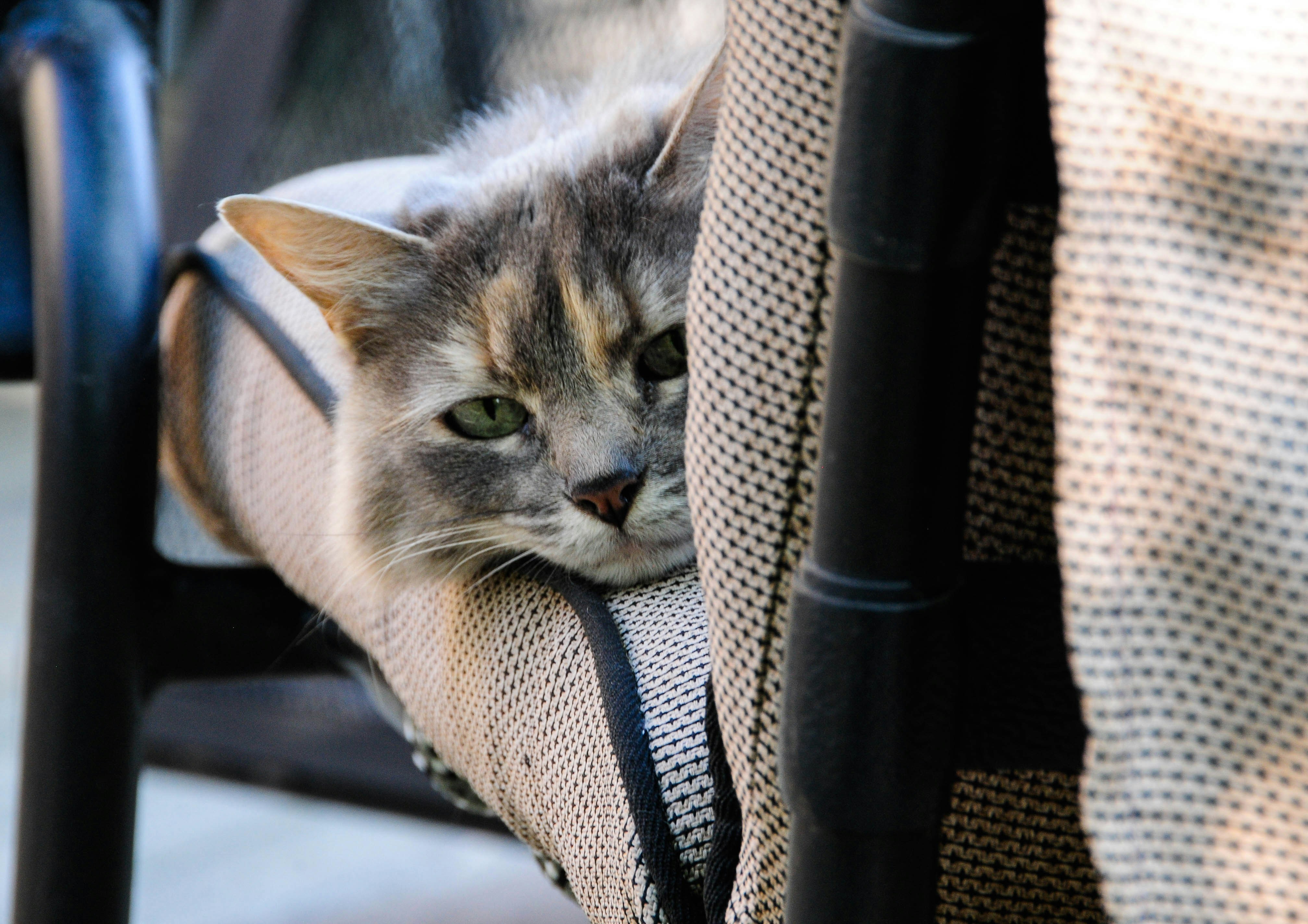 Green-Eyed Cat Pauses Between Chair Straps