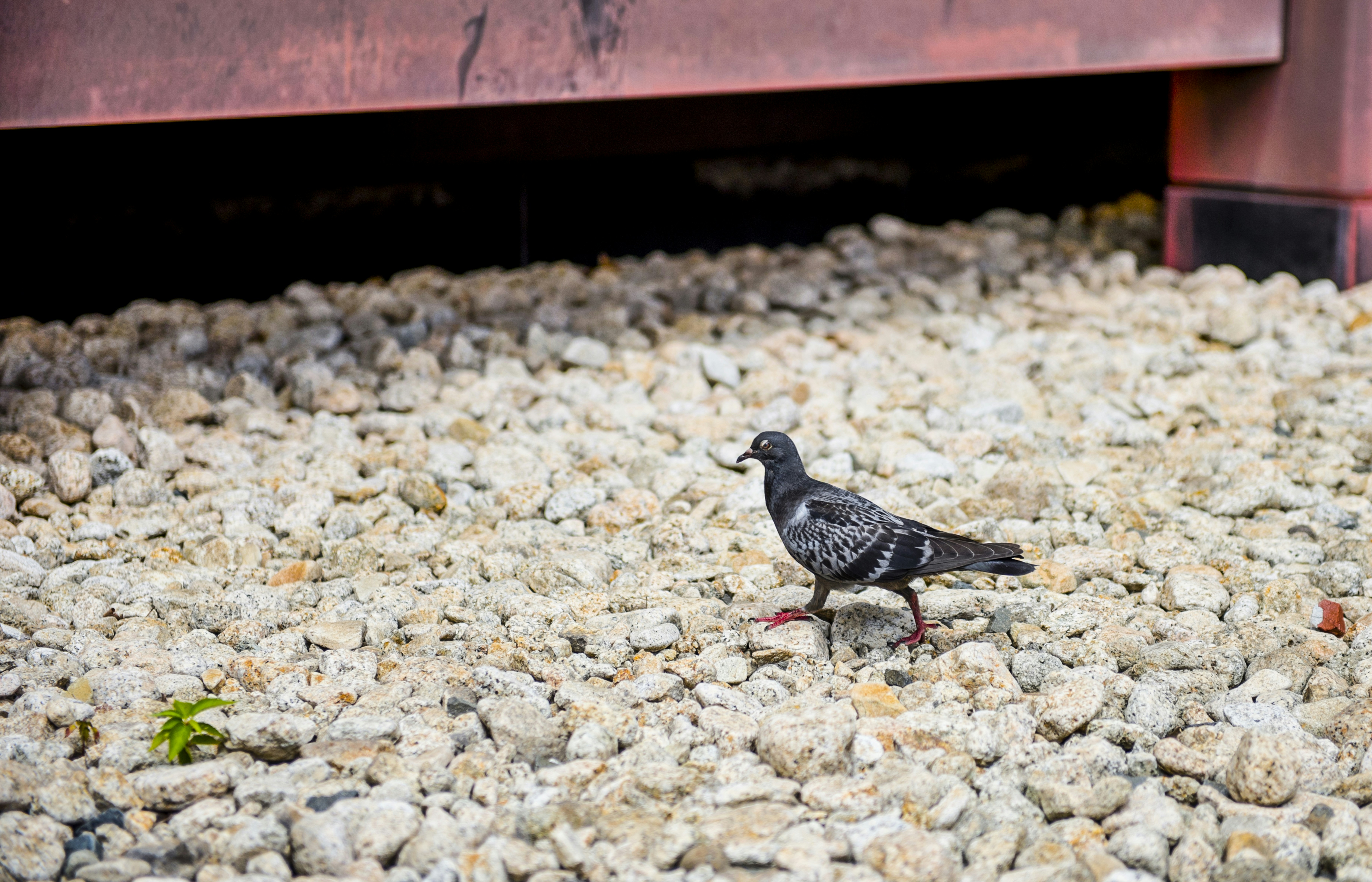 black and white bird on brown and gray pebbles