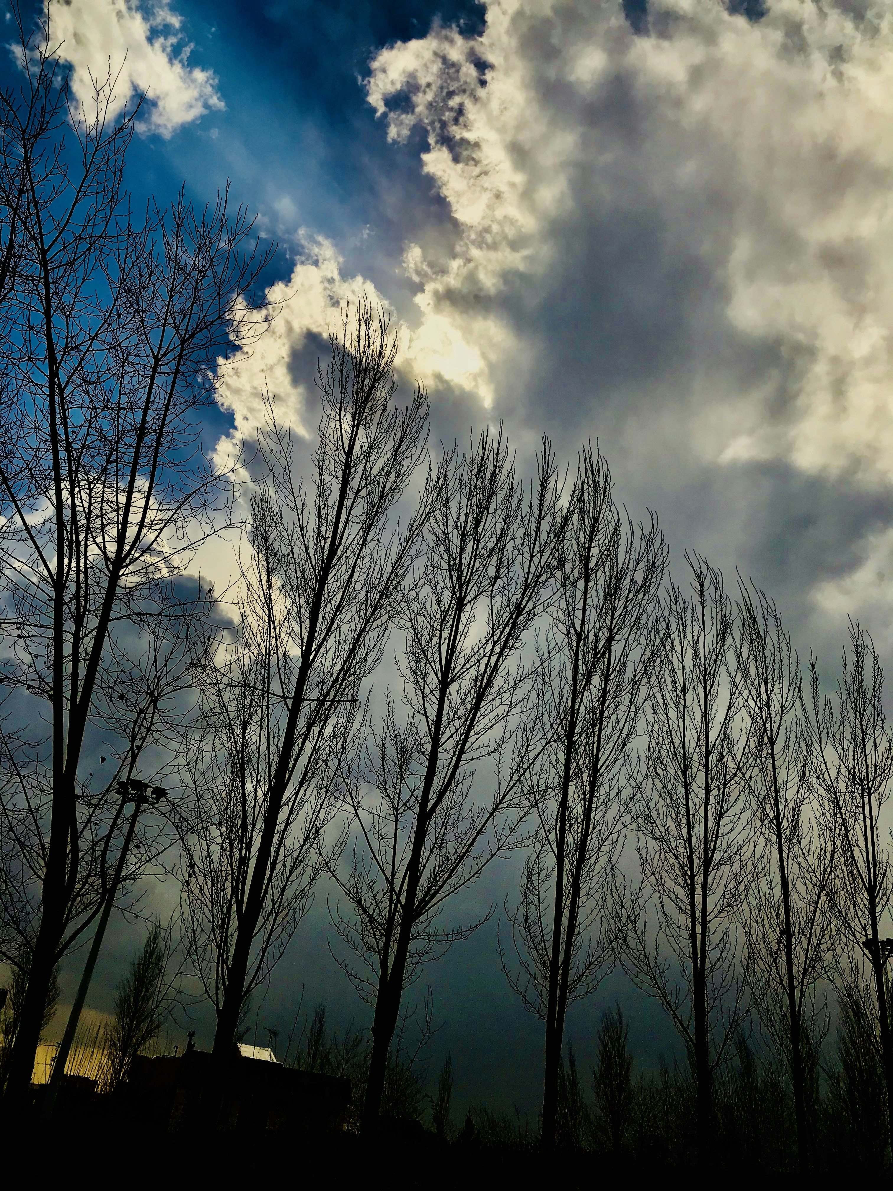 Skyward Sentinels Beneath a Storm-Scarred Sky