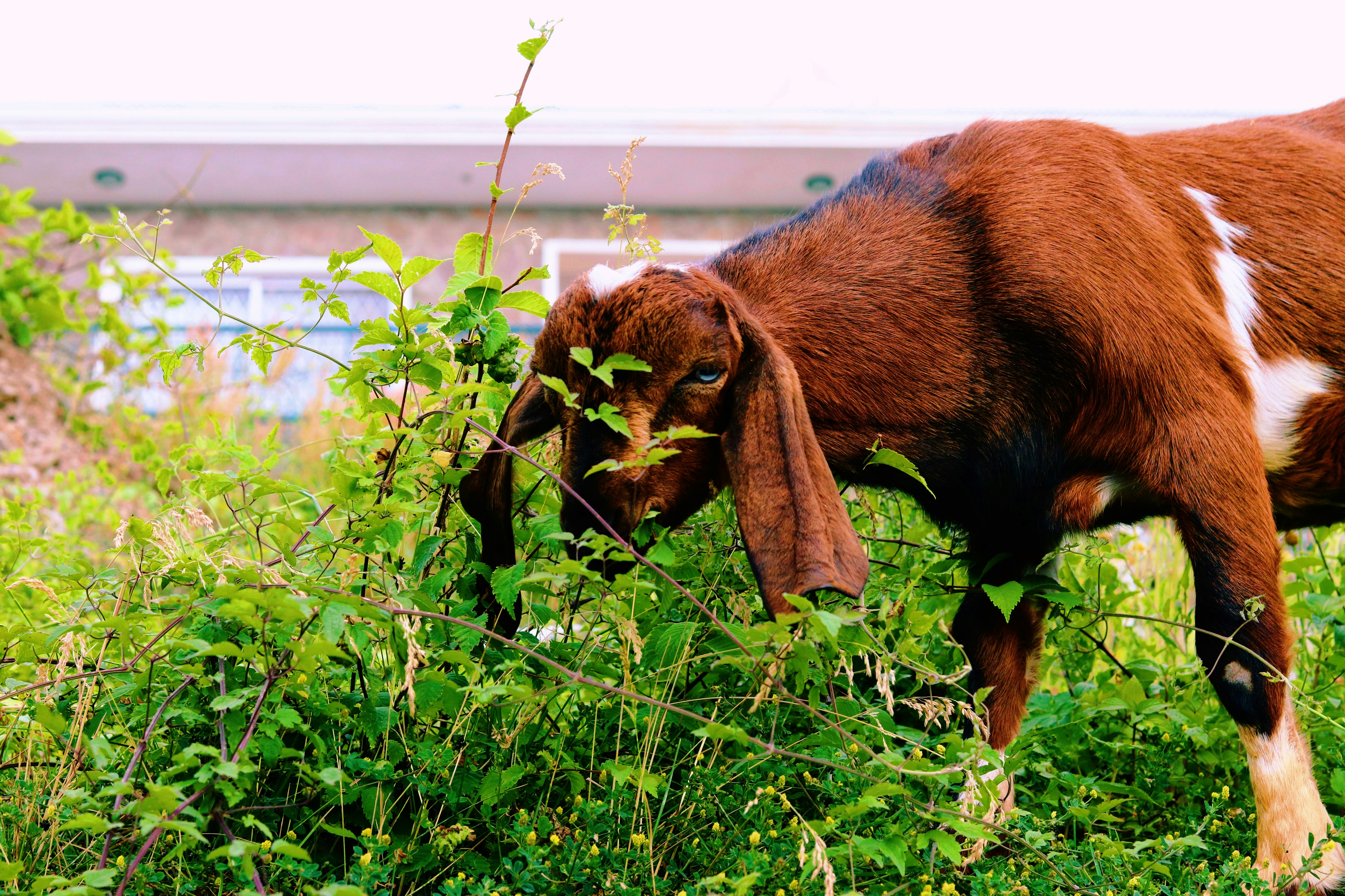 Beautiful goat ~ | brown cow on green grass during daytime