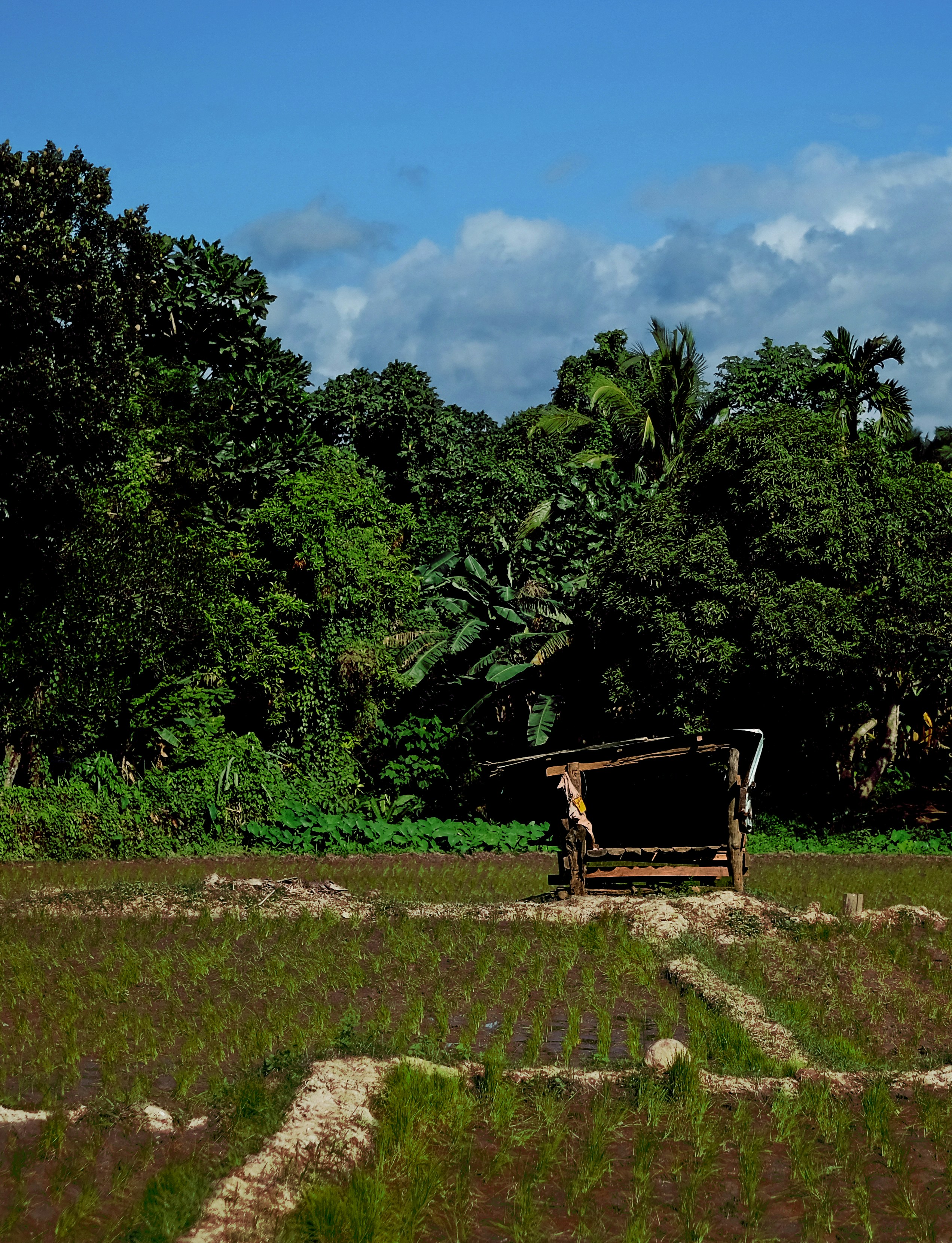 Rice Terrace Edge with Wooden Structure Under a Blue Sky