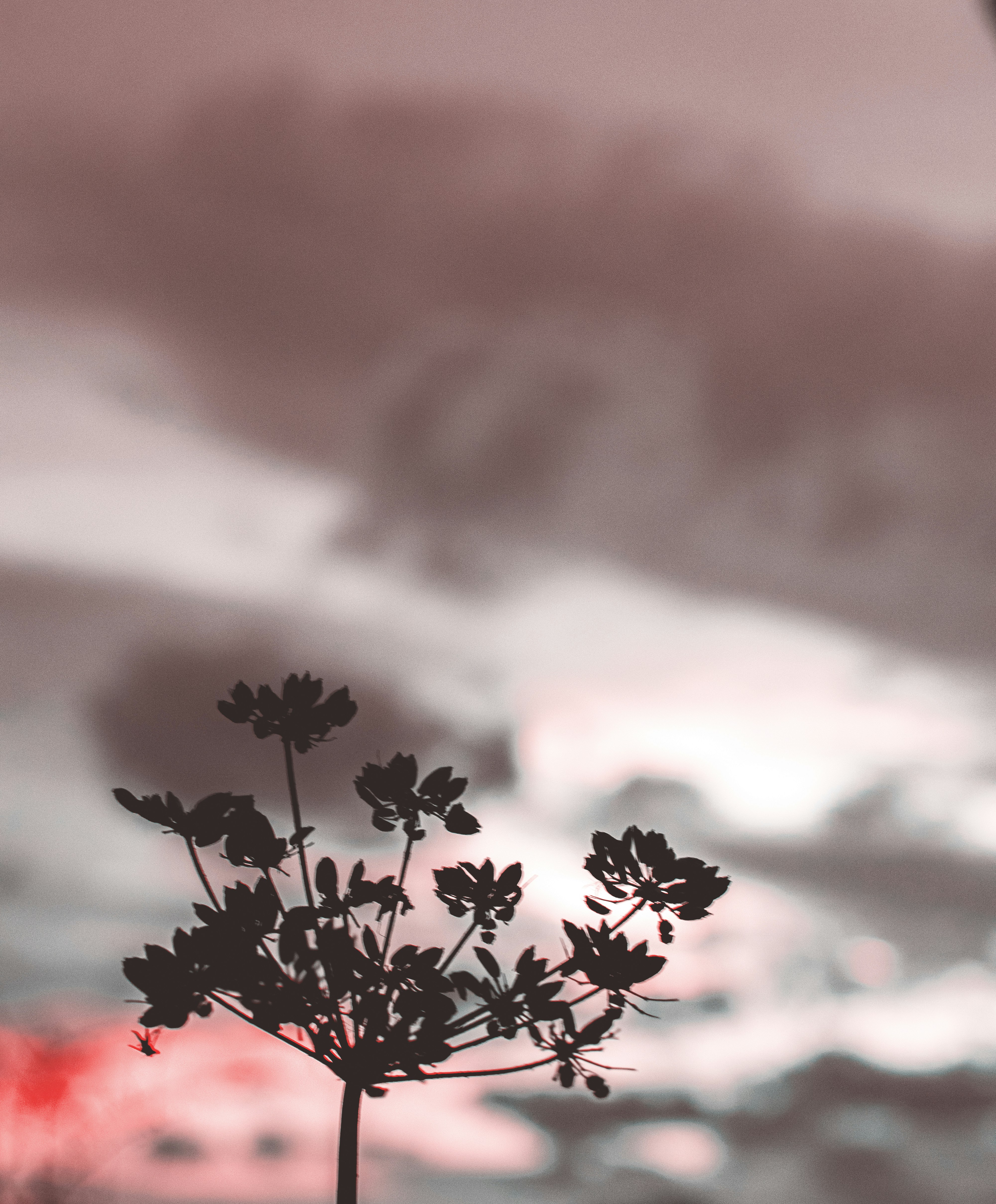 Pink Dusk Silhouette: A Lone Plant Against a Blush Sky
