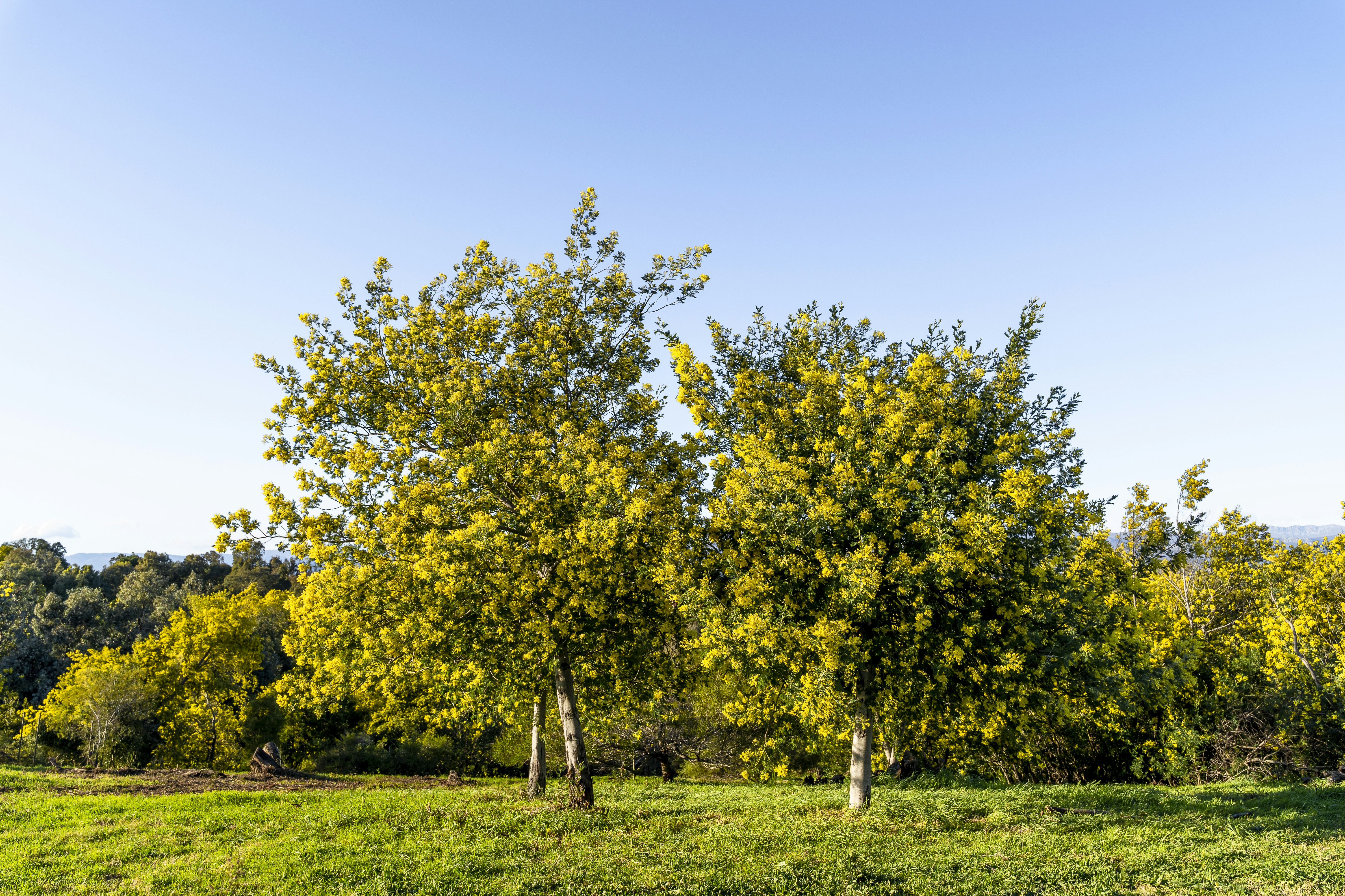 Arbre Pictures | Download Free Images on Unsplash