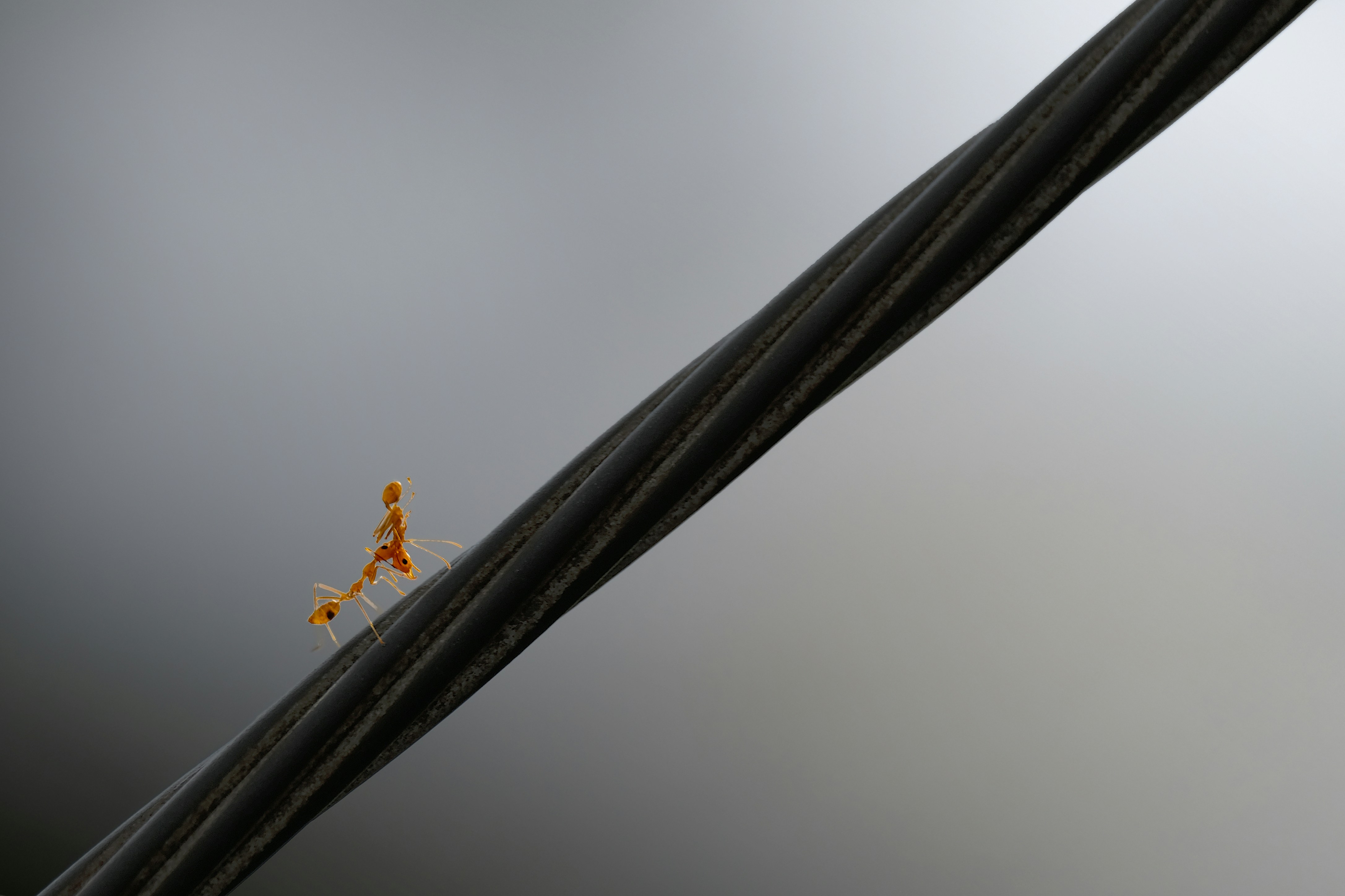 Ant on a Wire: Minute Hero on a Strained Line