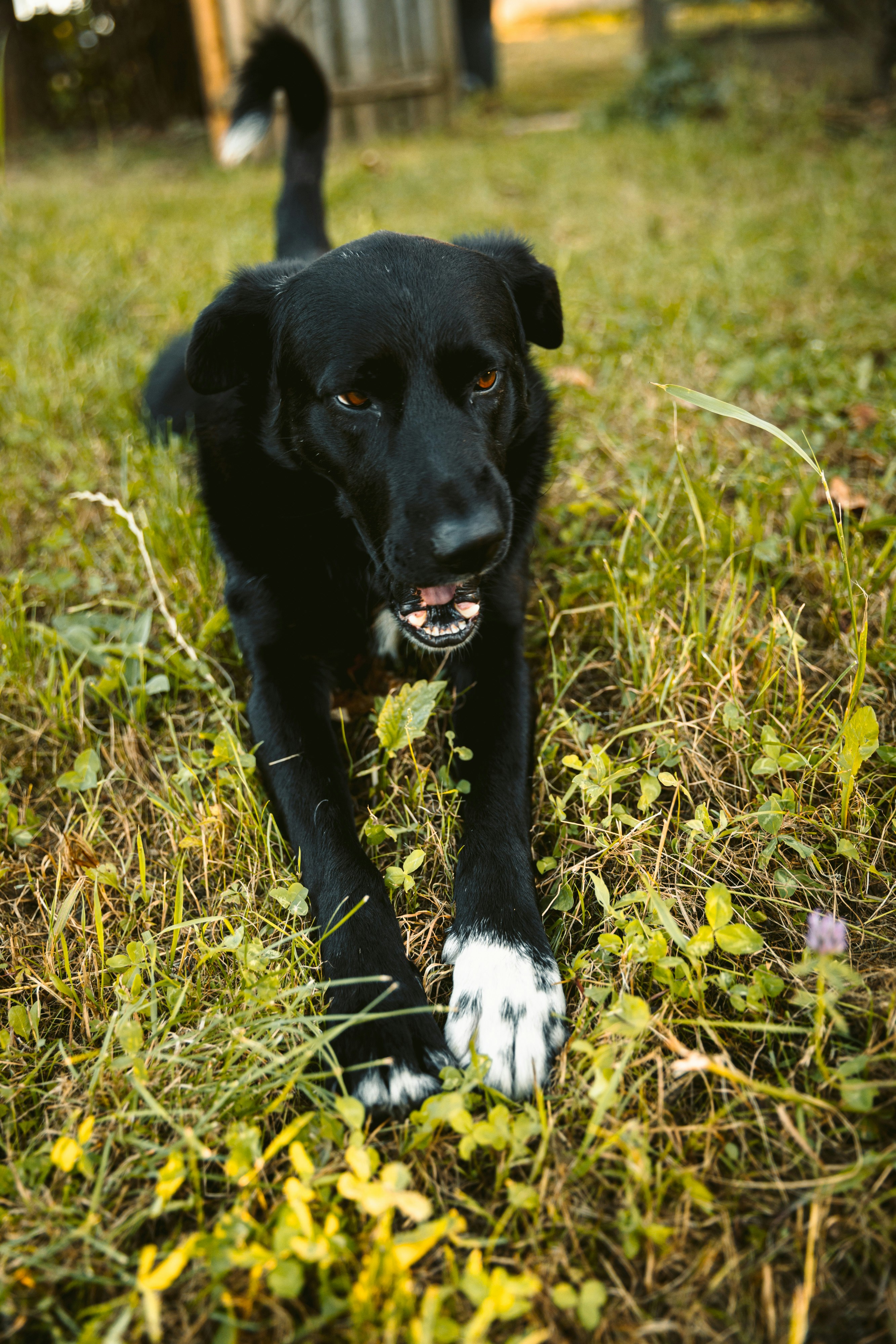 black and white short coated dog lying on brown grass field during daytime