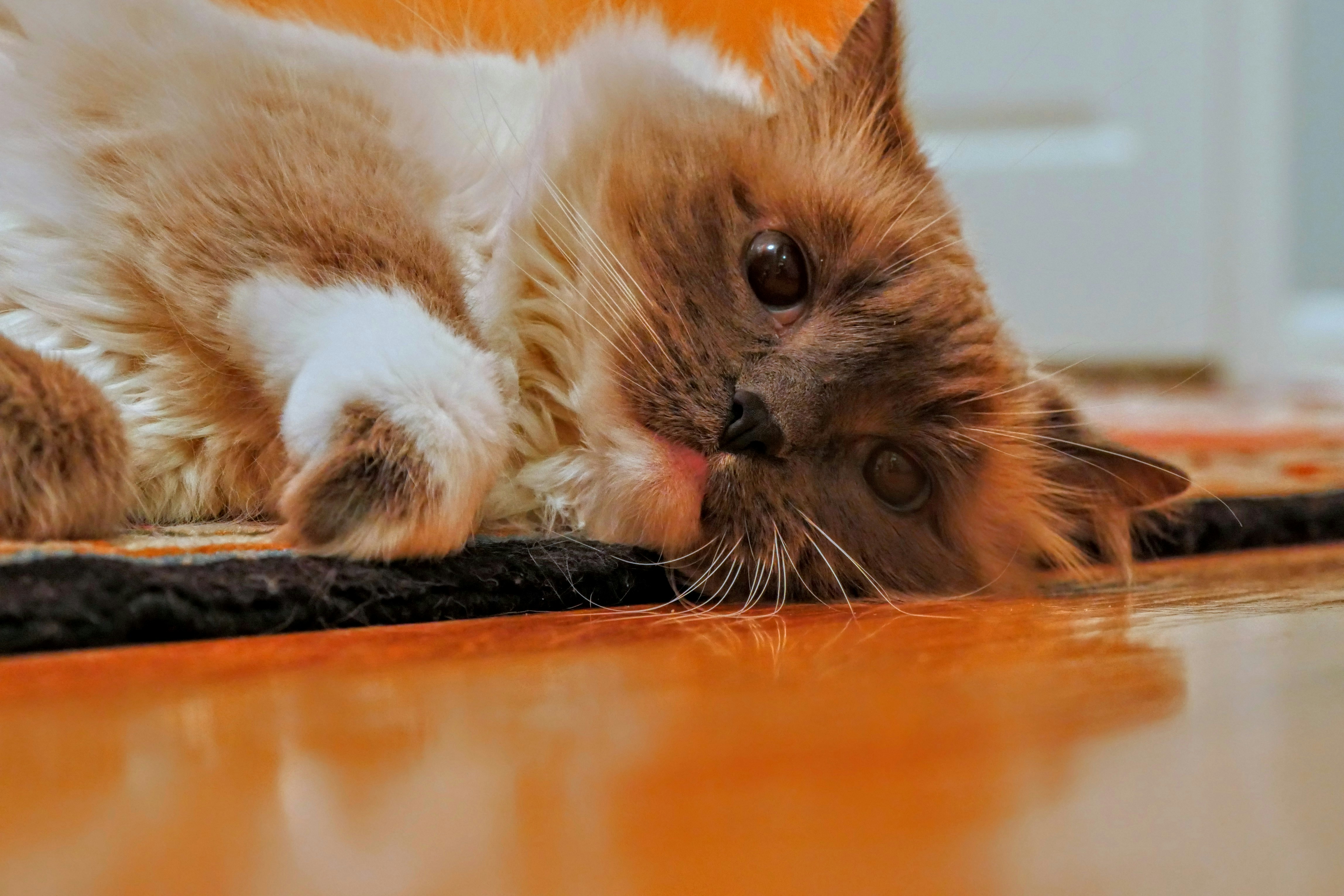 white and brown cat lying on brown wooden floor