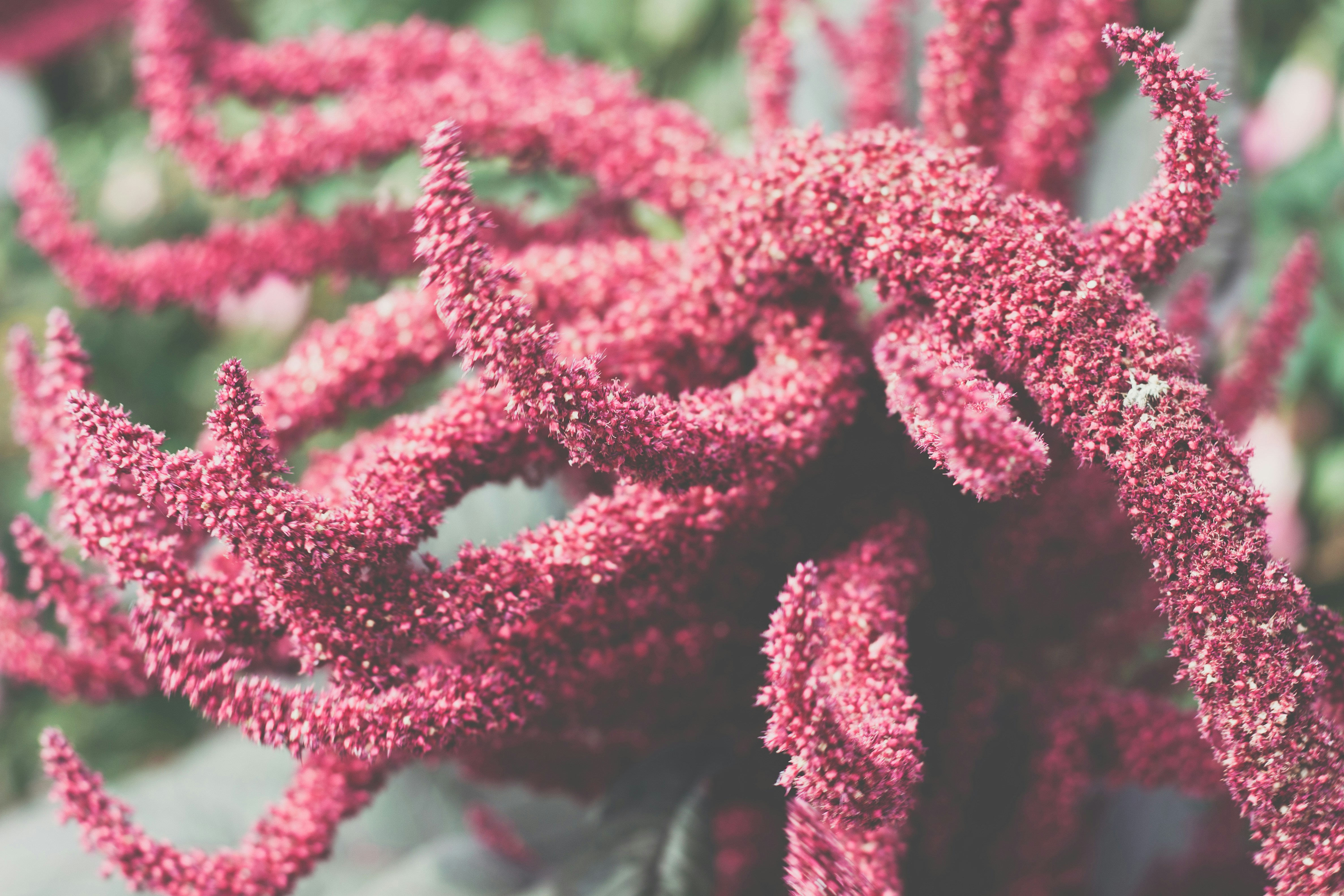 Plante rouge et verte en gros plan photo – Photo Allemagne Gratuite sur ...