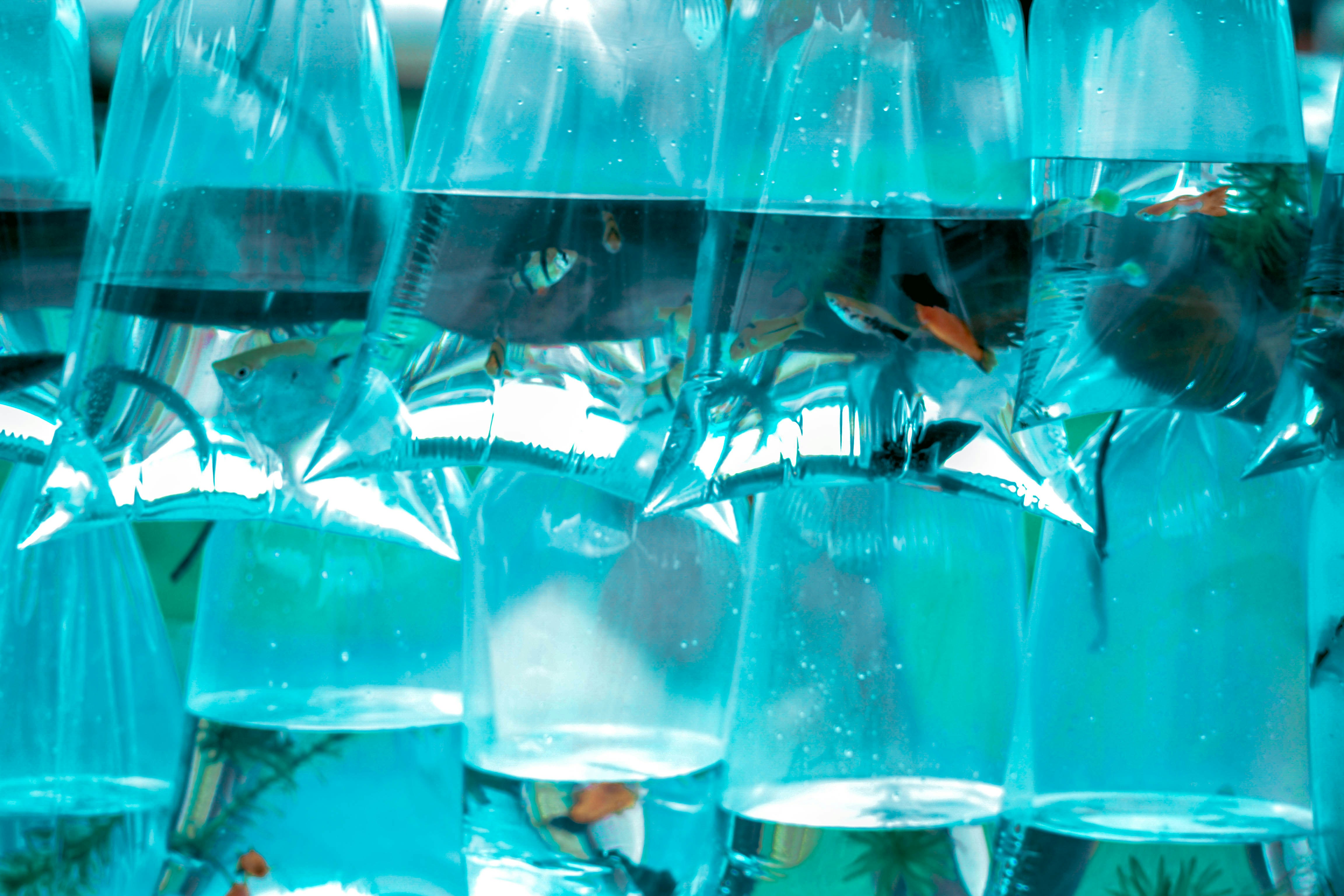 Colorful fish swimming in transparent bags filled with water, creating a vibrant aquatic display.