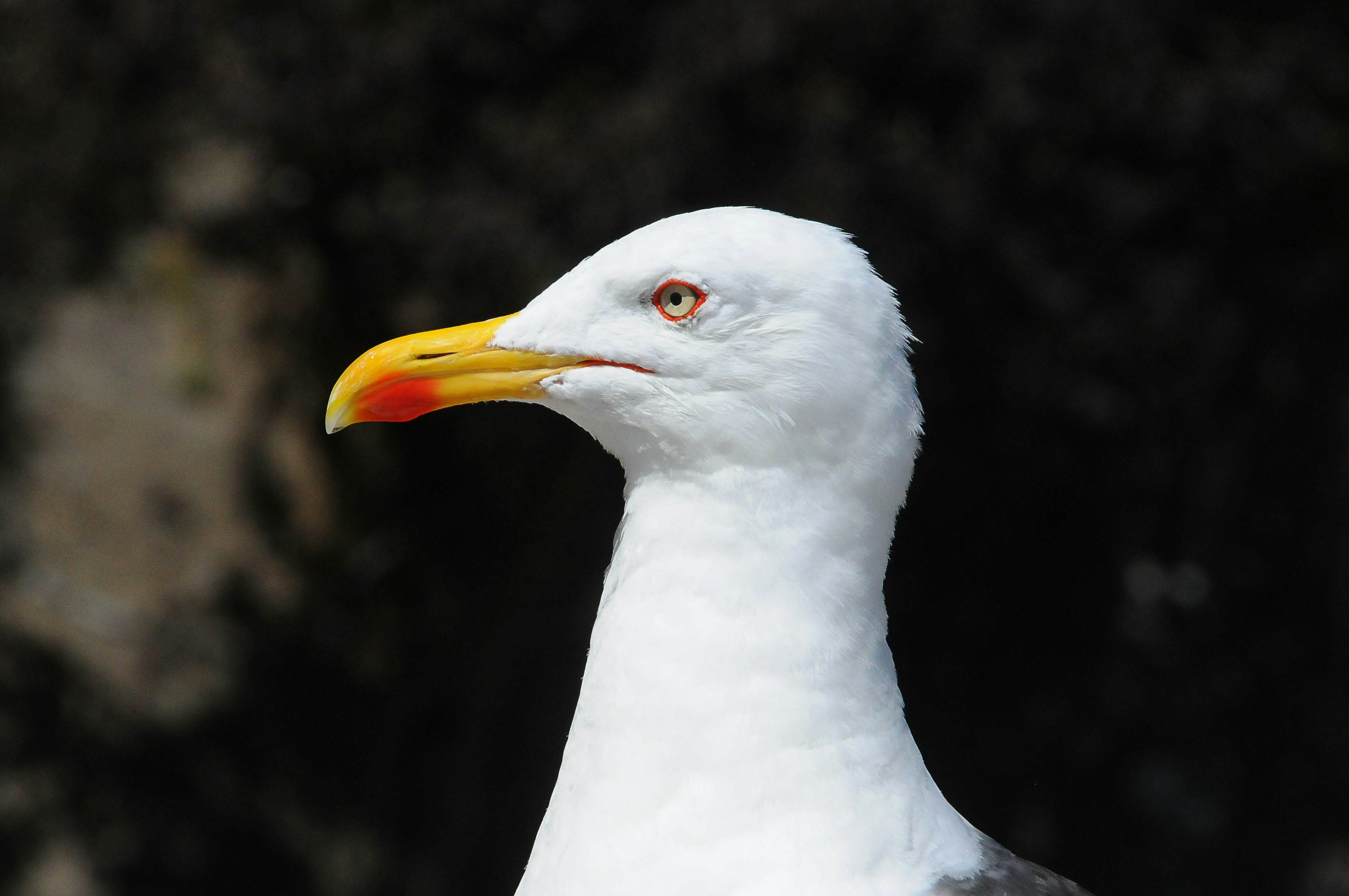 Detailed portrait of a sea gull.