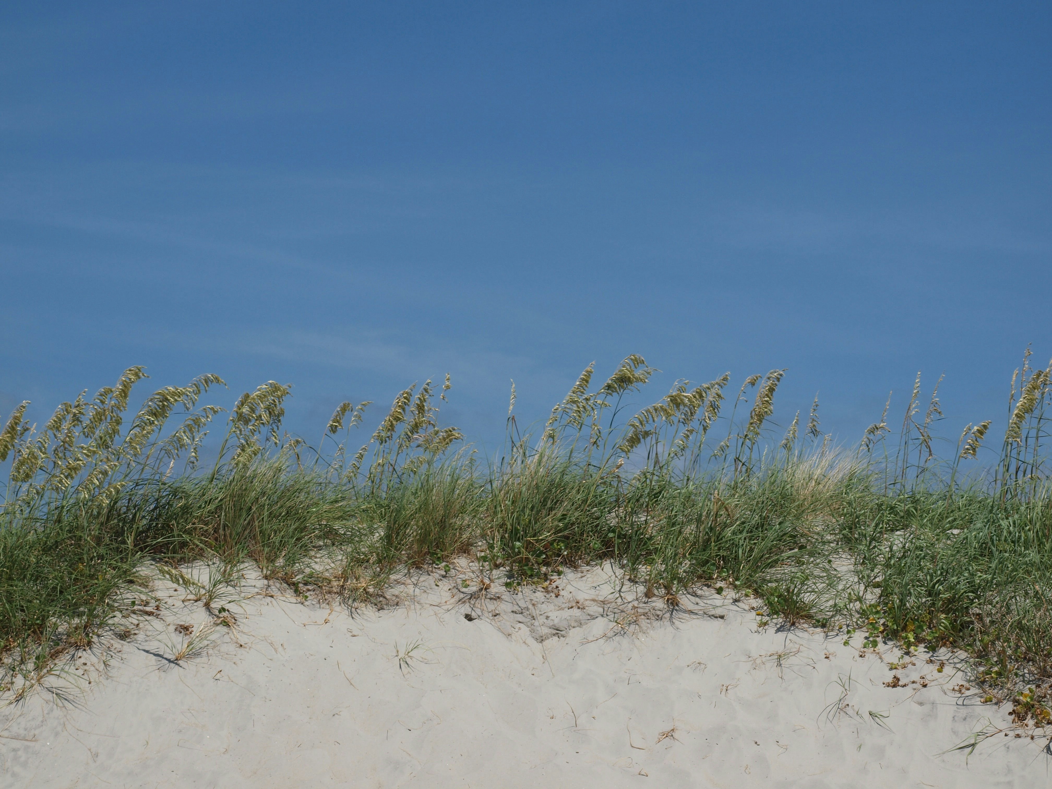 Sea oats swaying gently atop a sandy dune under a clear blue sky.