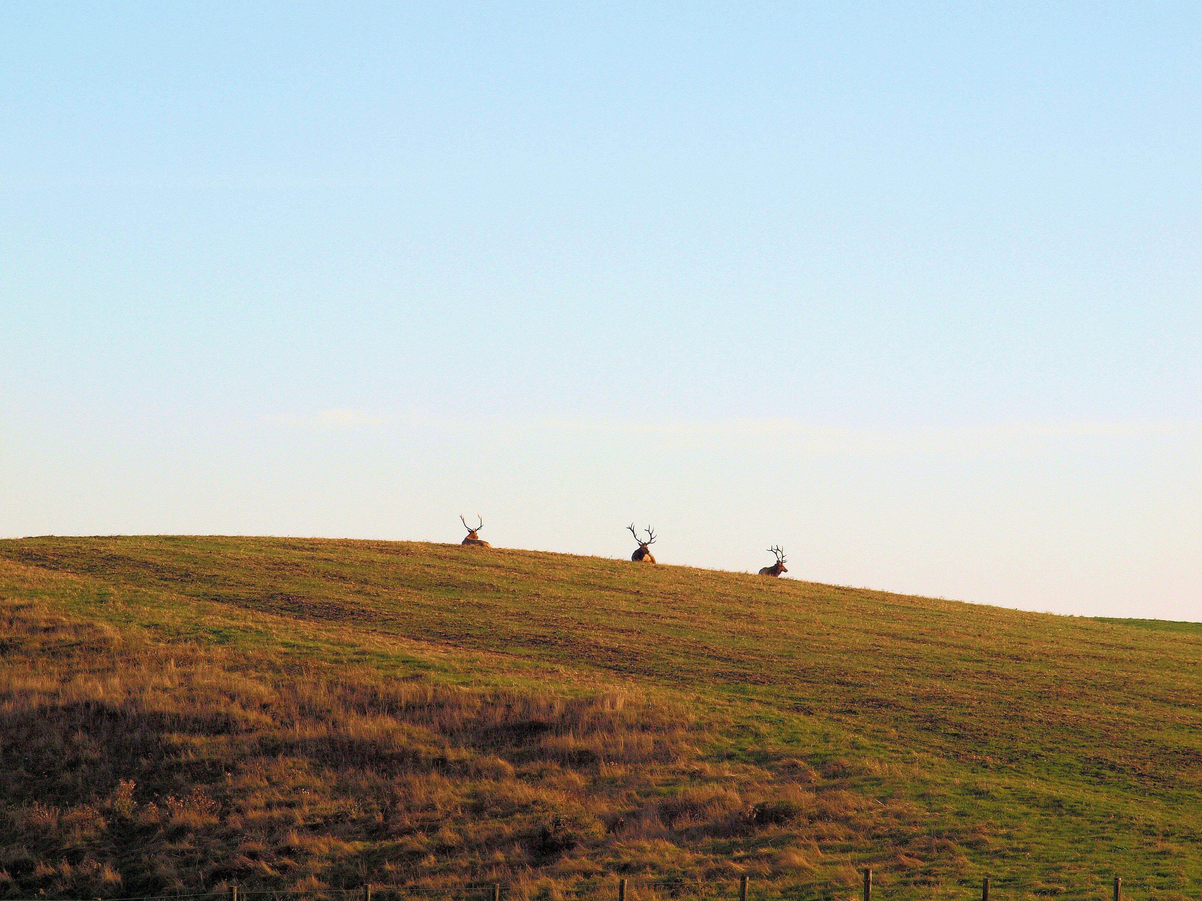 Three deer grazing peacefully on a grassy hillside under a clear blue sky.