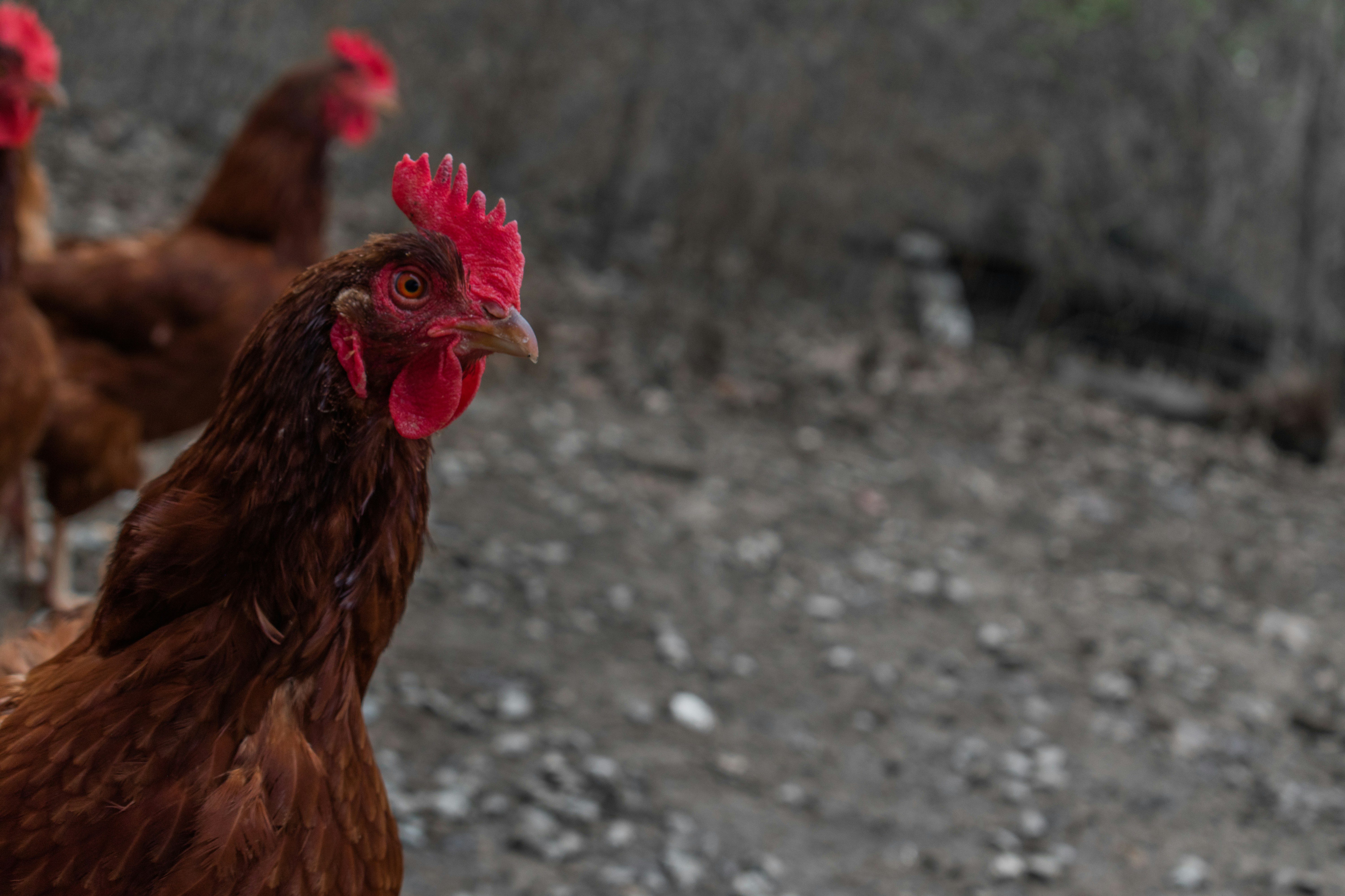 Close-up of a brown chicken with vibrant red comb and wattles, surrounded by blurred chickens in a rustic setting.