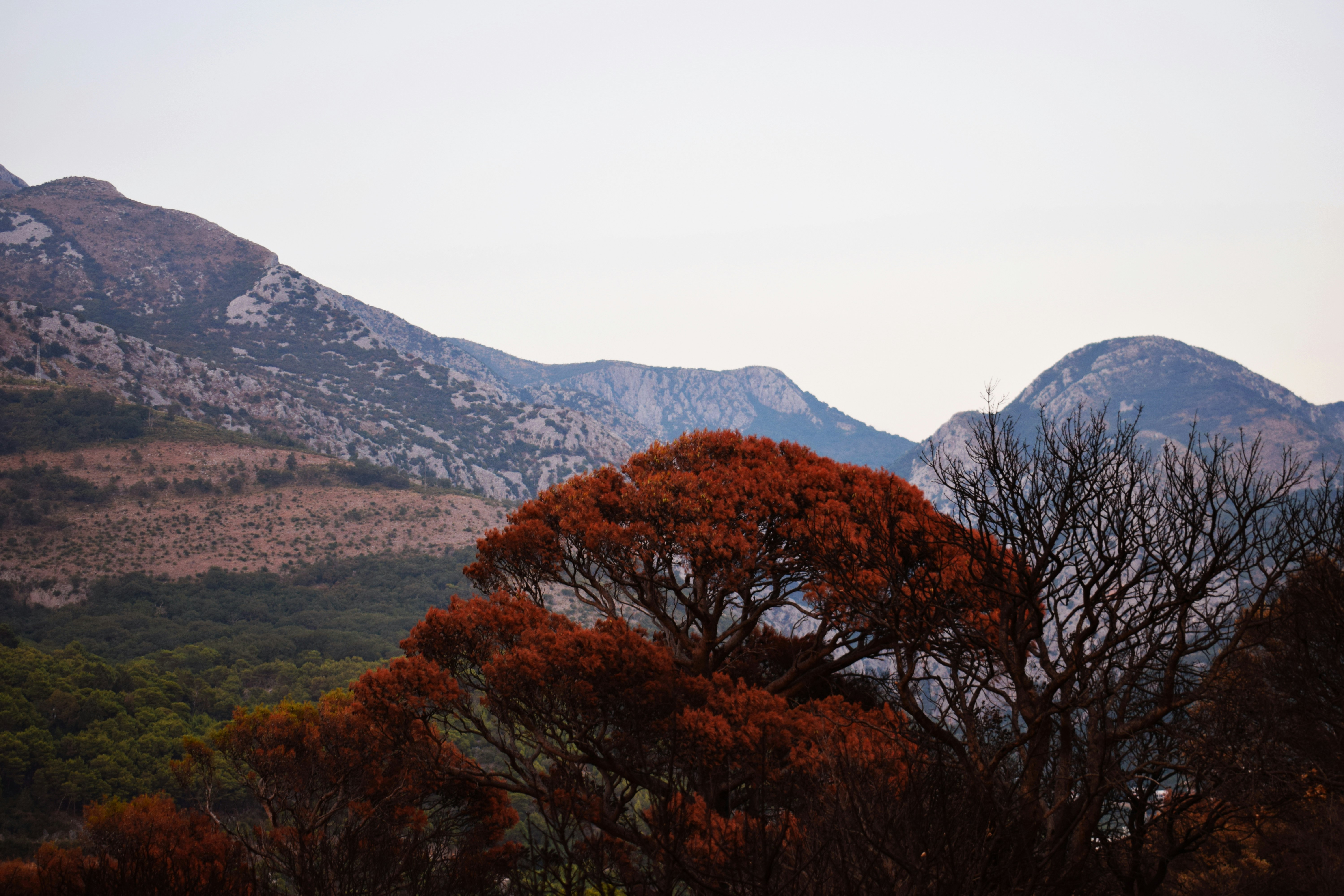 Crimson Canopy Framing a Quiet Mountain Ridge