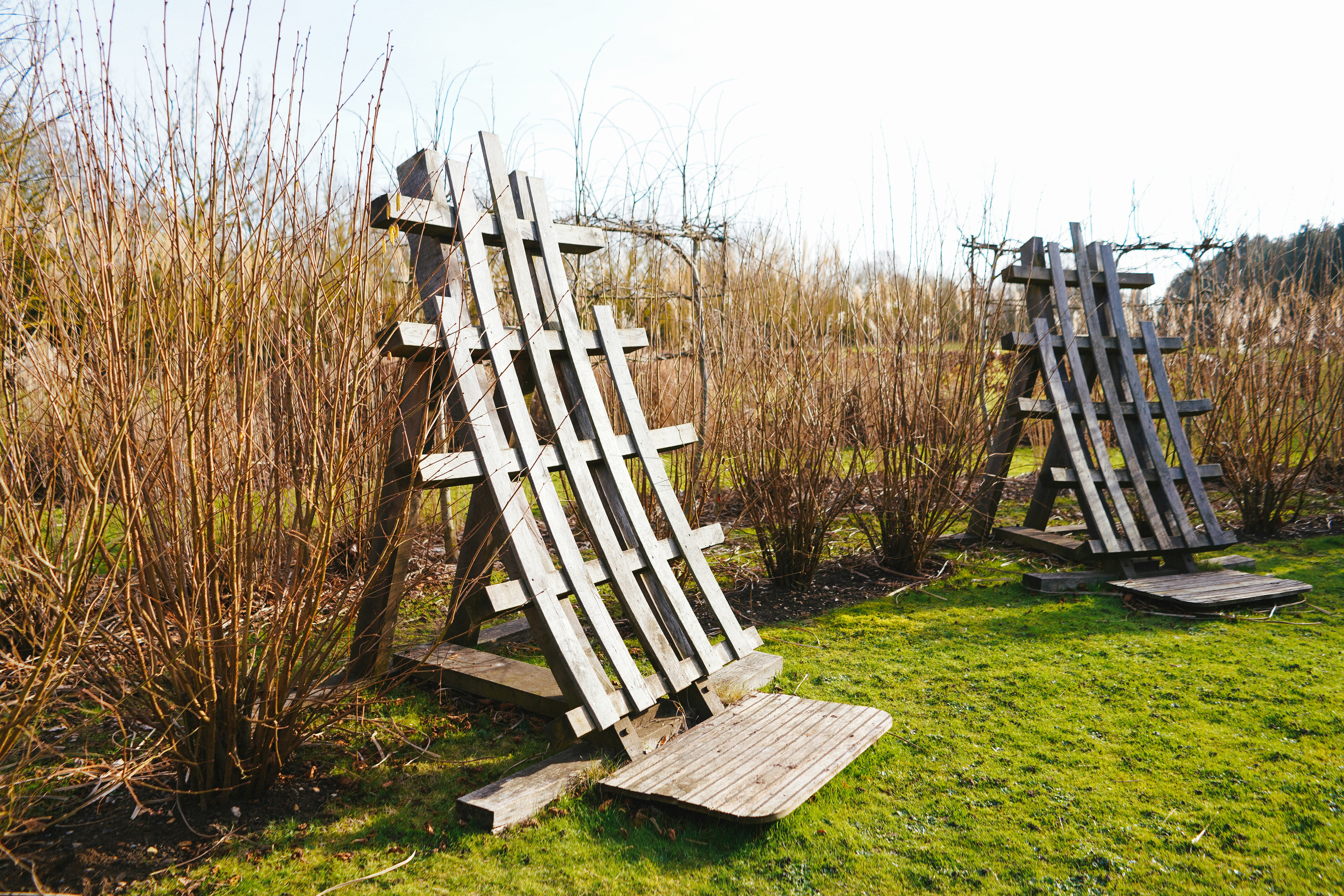 Weathered wooden chairs lean into a quiet field of bare shrubs