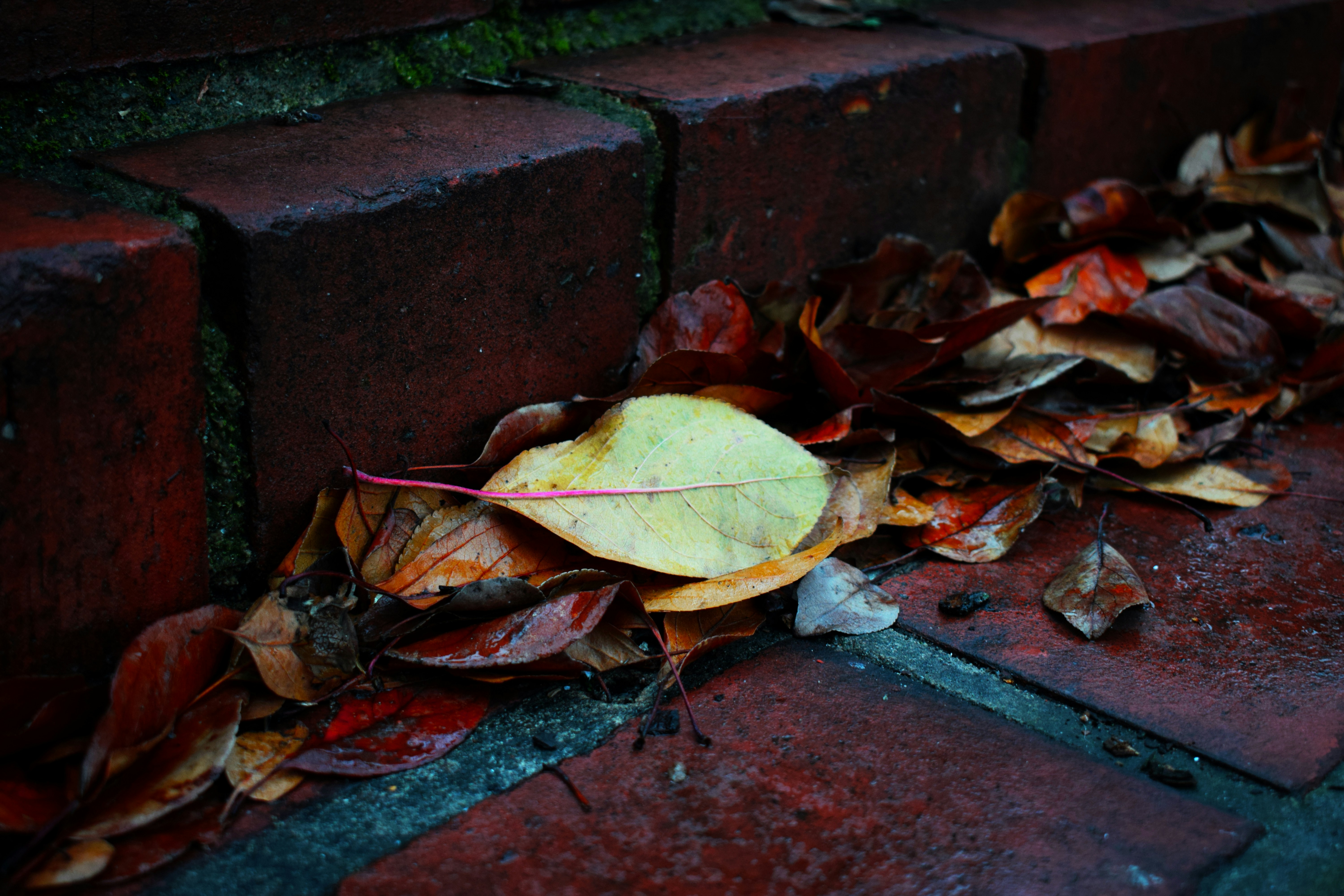 Colorful autumn leaves resting against weathered brick steps, capturing the essence of seasonal change.