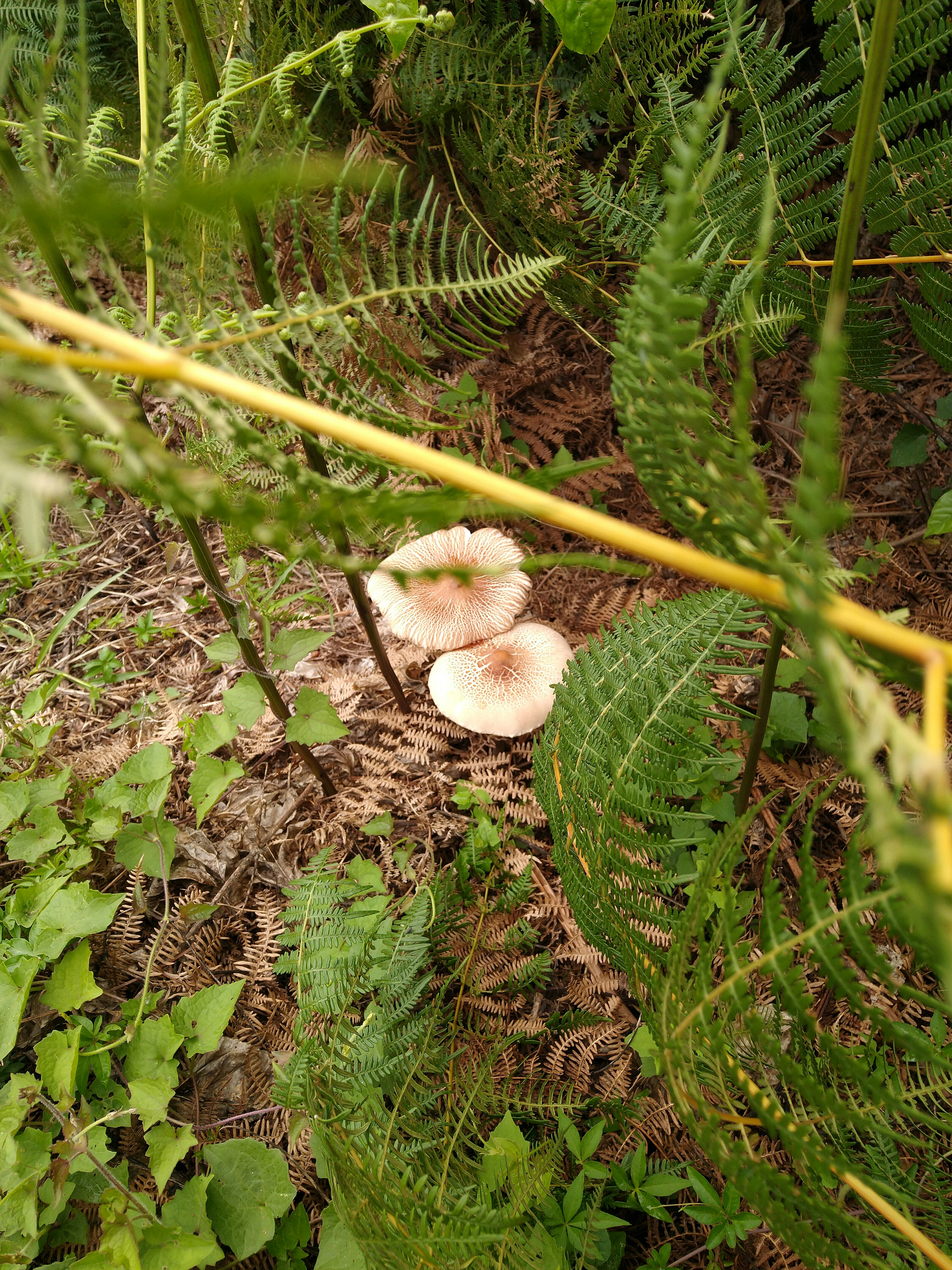 Two pale mushrooms nestled among lush green ferns and foliage in a serene forest setting.
