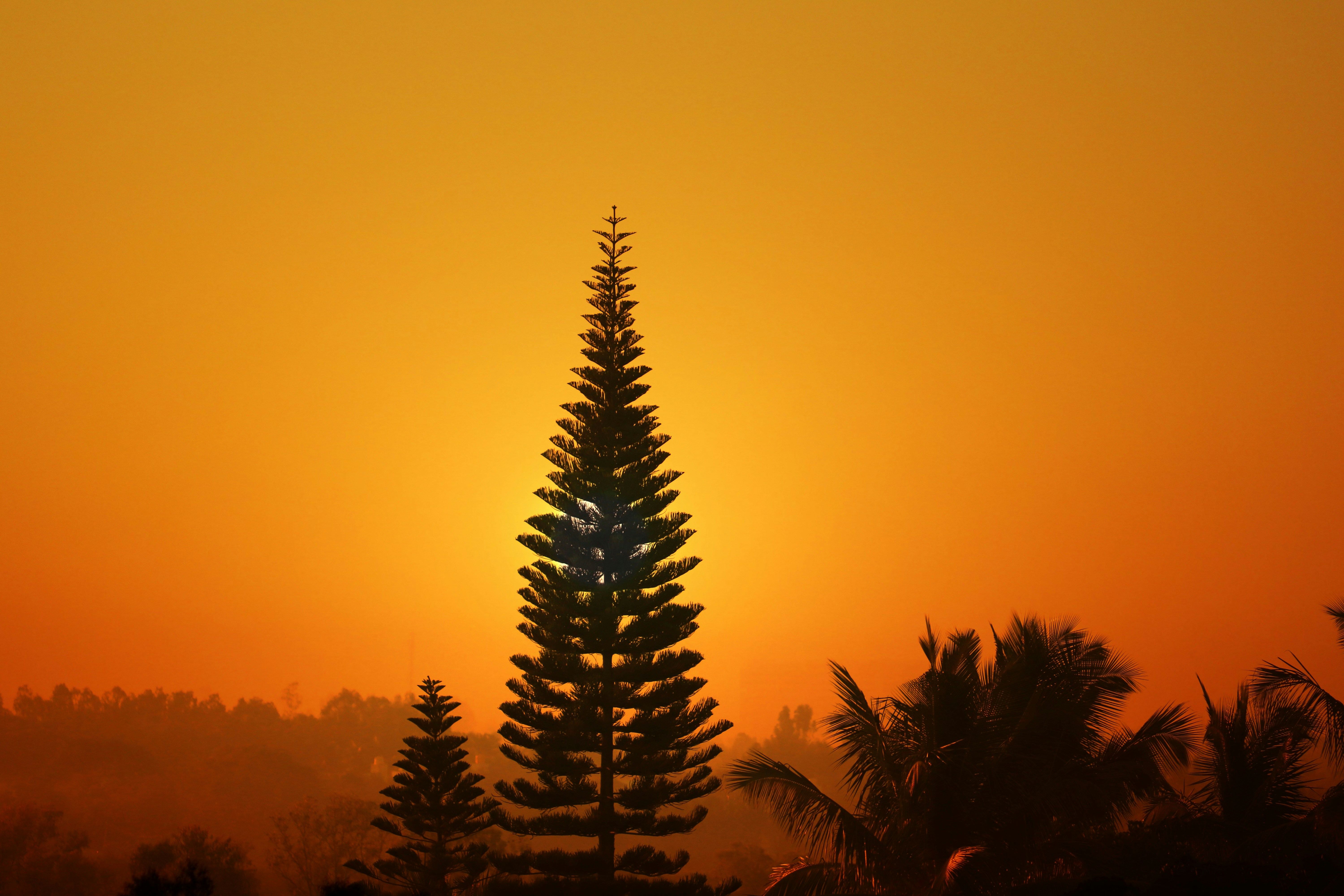 Silhouetted Pine against a Golden Sundown