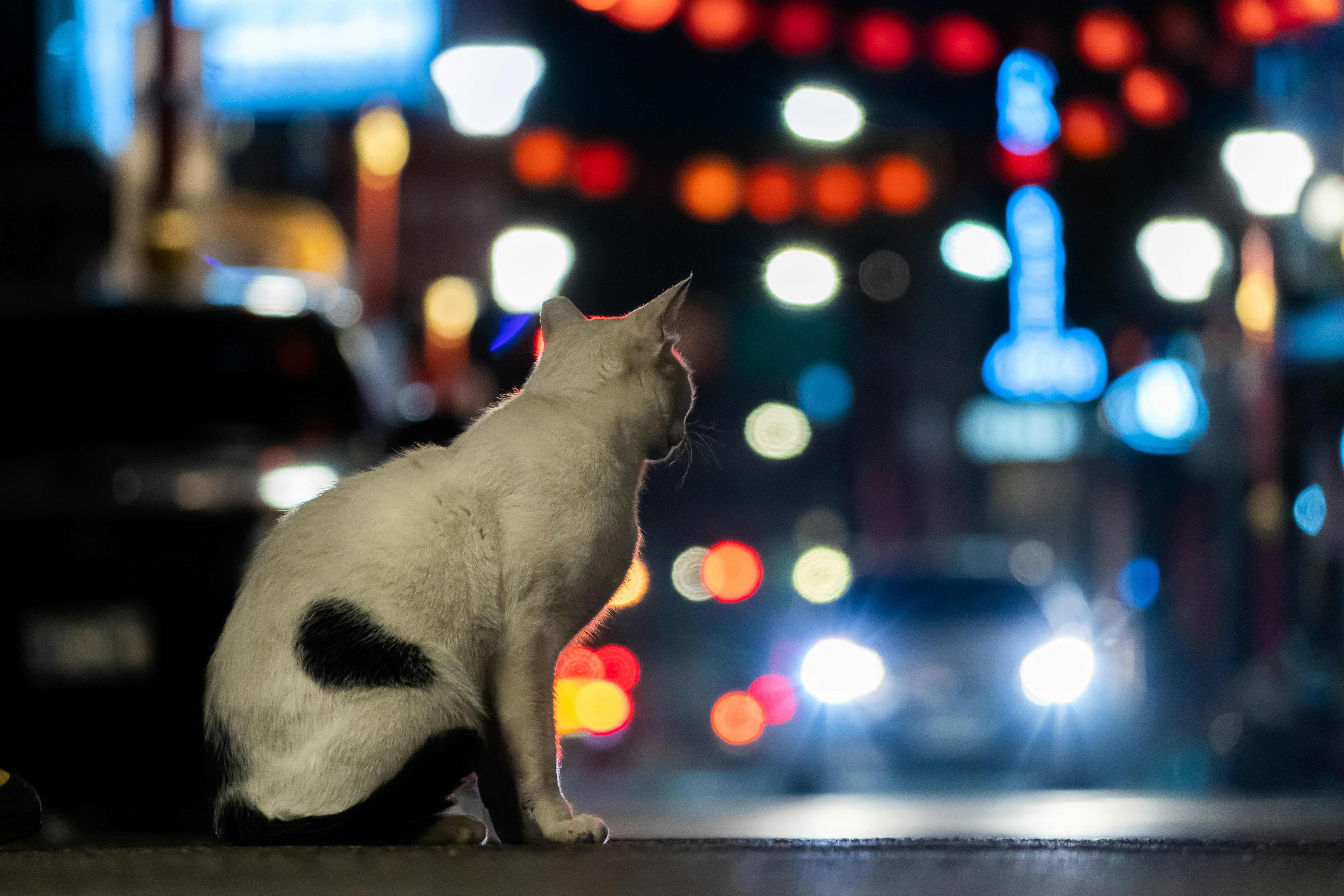 City Cat in Neon Quiet