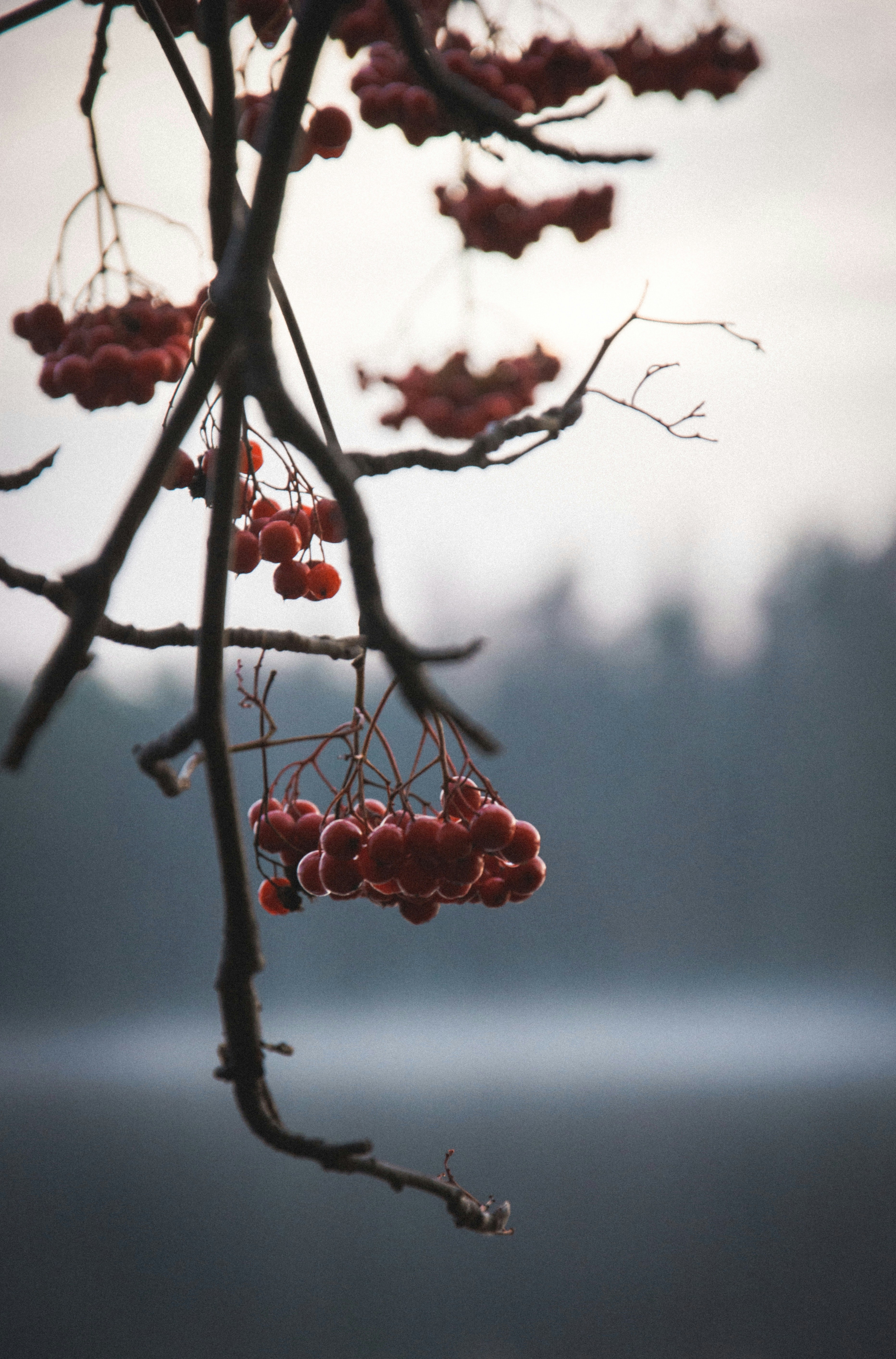 Crimson Berries on a Winter-Quiet Branch