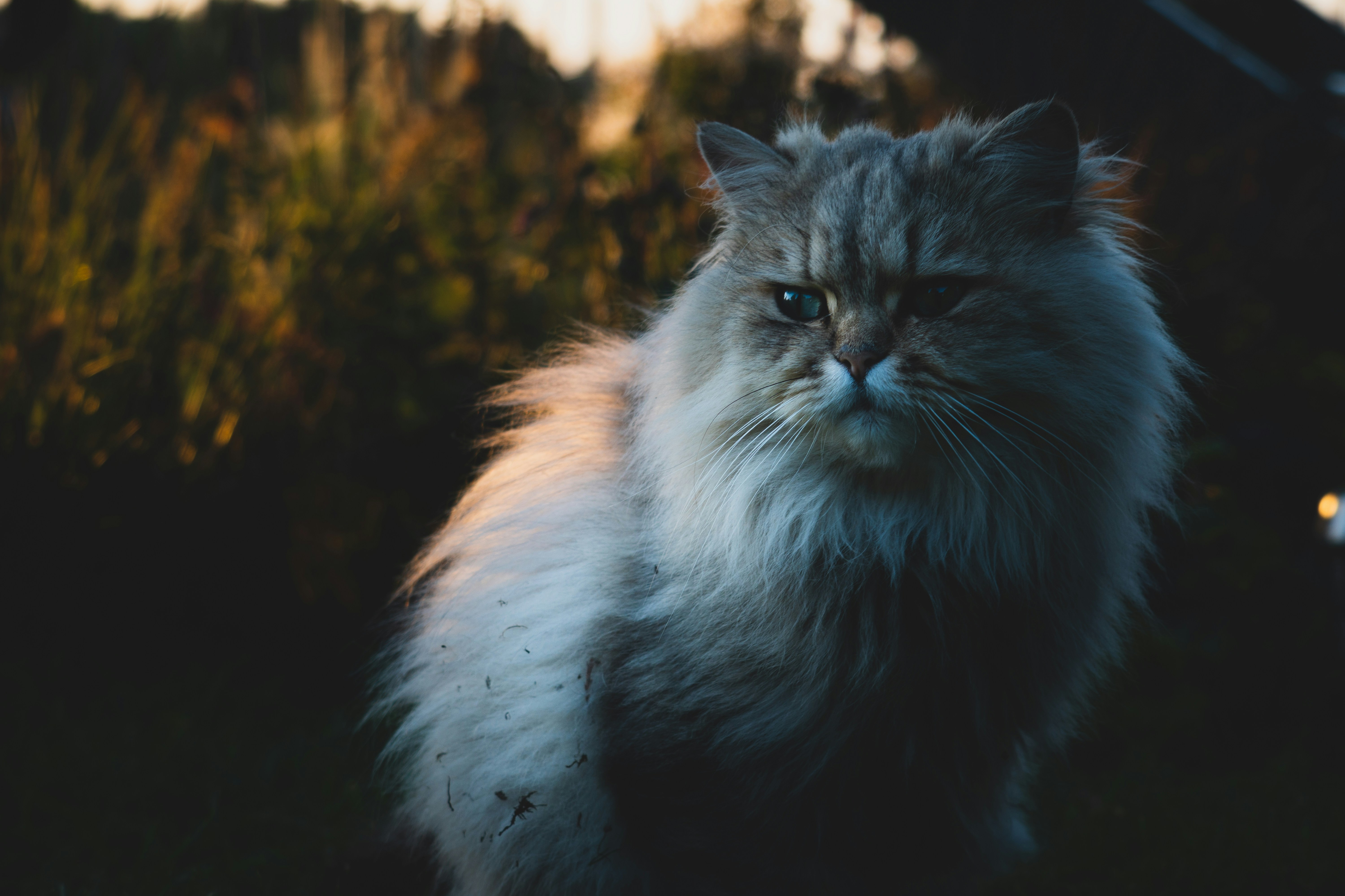 Nocturnal Whiskers: A Quiet Cat Amid Dusk Tufts