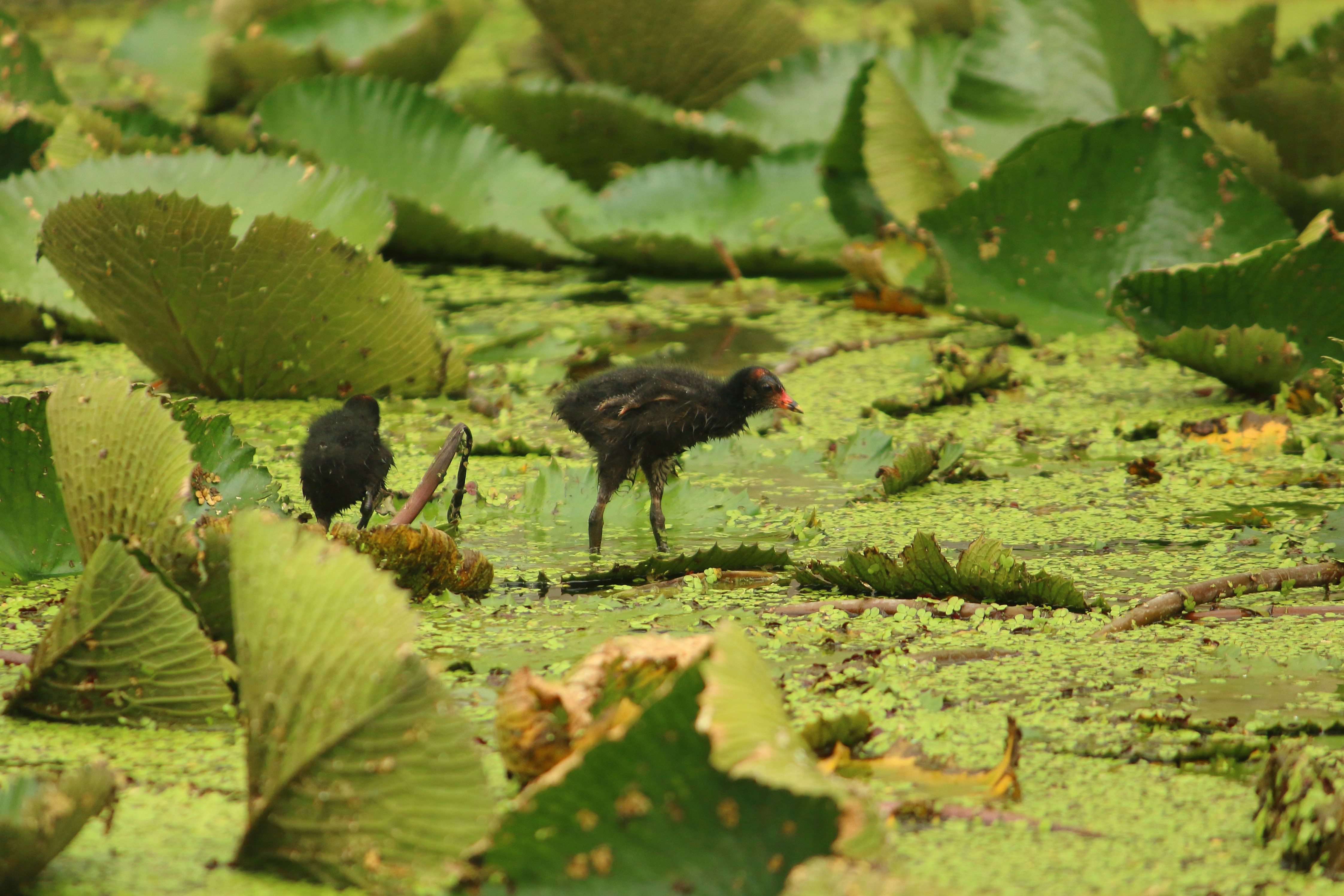 The Goal is to Feel Whole - by Victoria Christensen