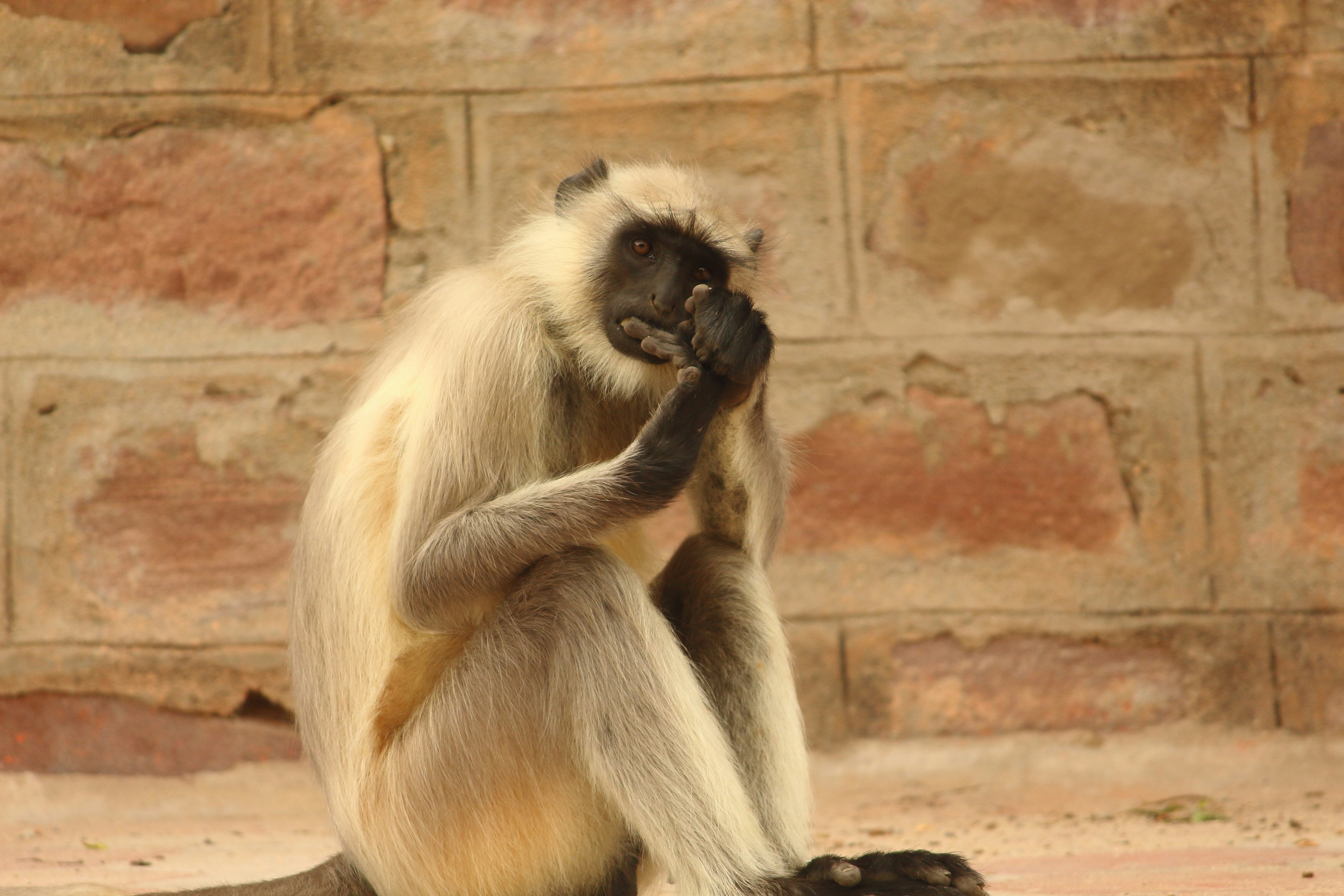 Sunlit Langur Pauses by a Brick Wall