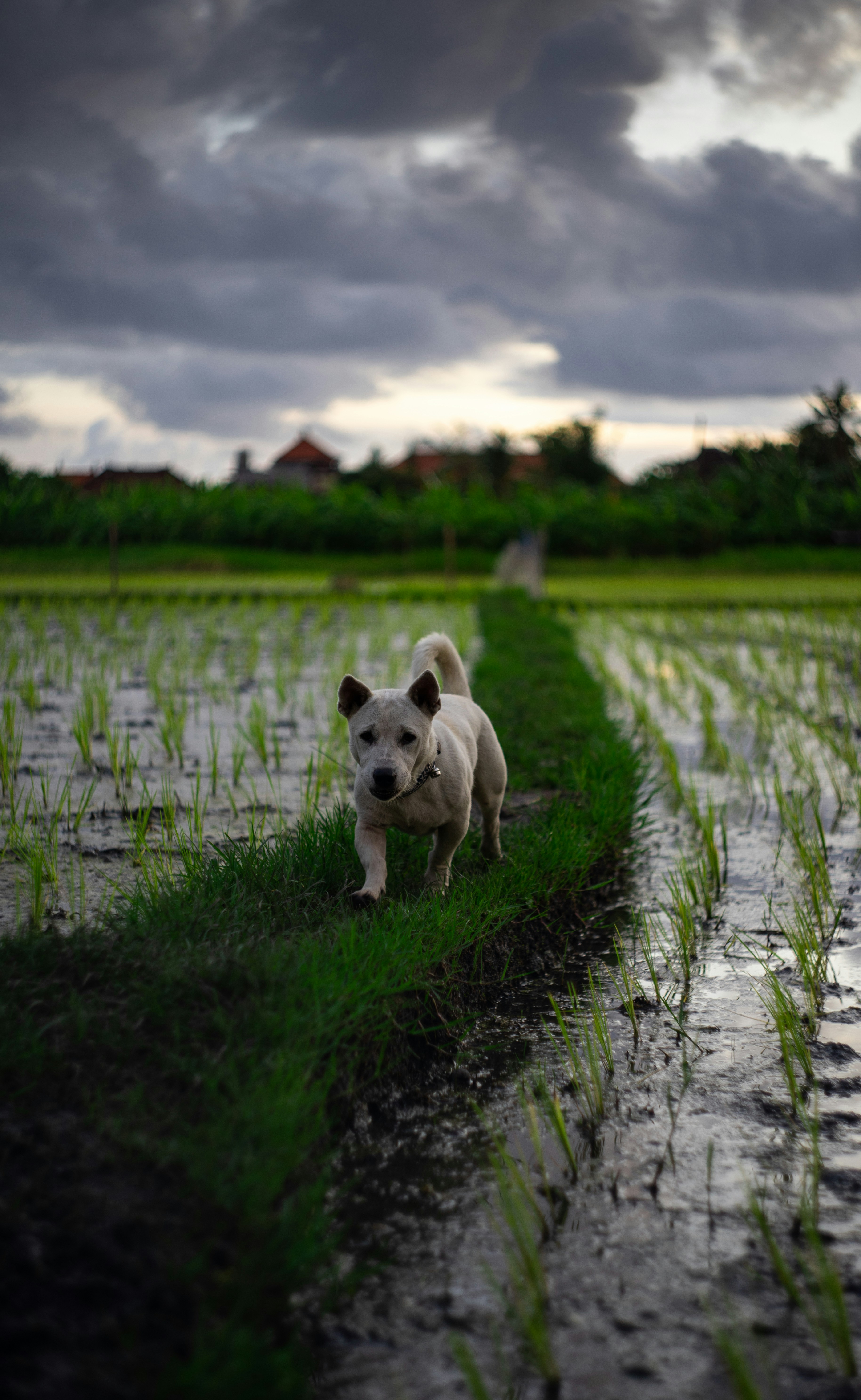 White Dog on a Narrow Rice-Field Path Beneath Brooding Clouds