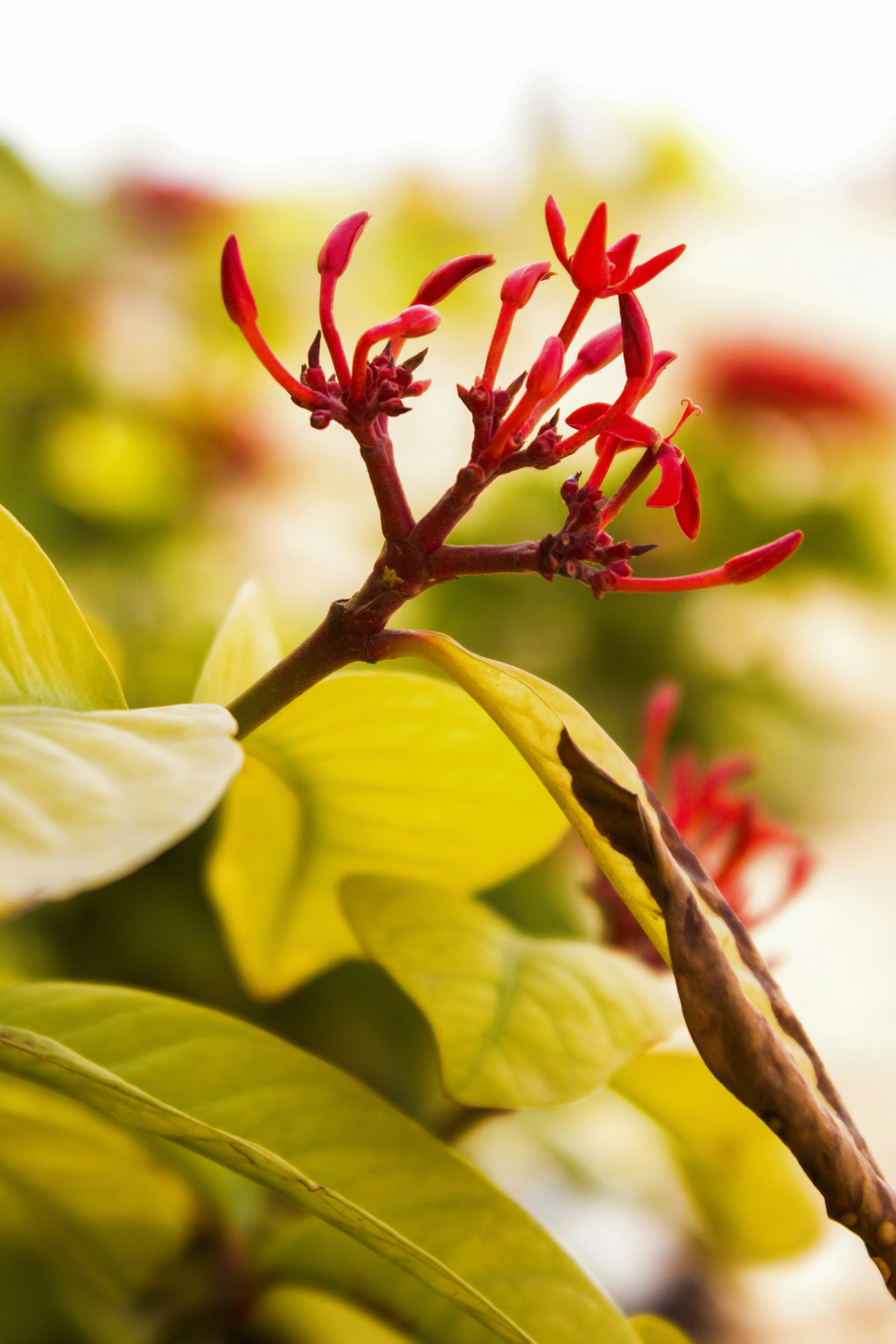 Crimson Inflorescence Against a Soft Morning Blur