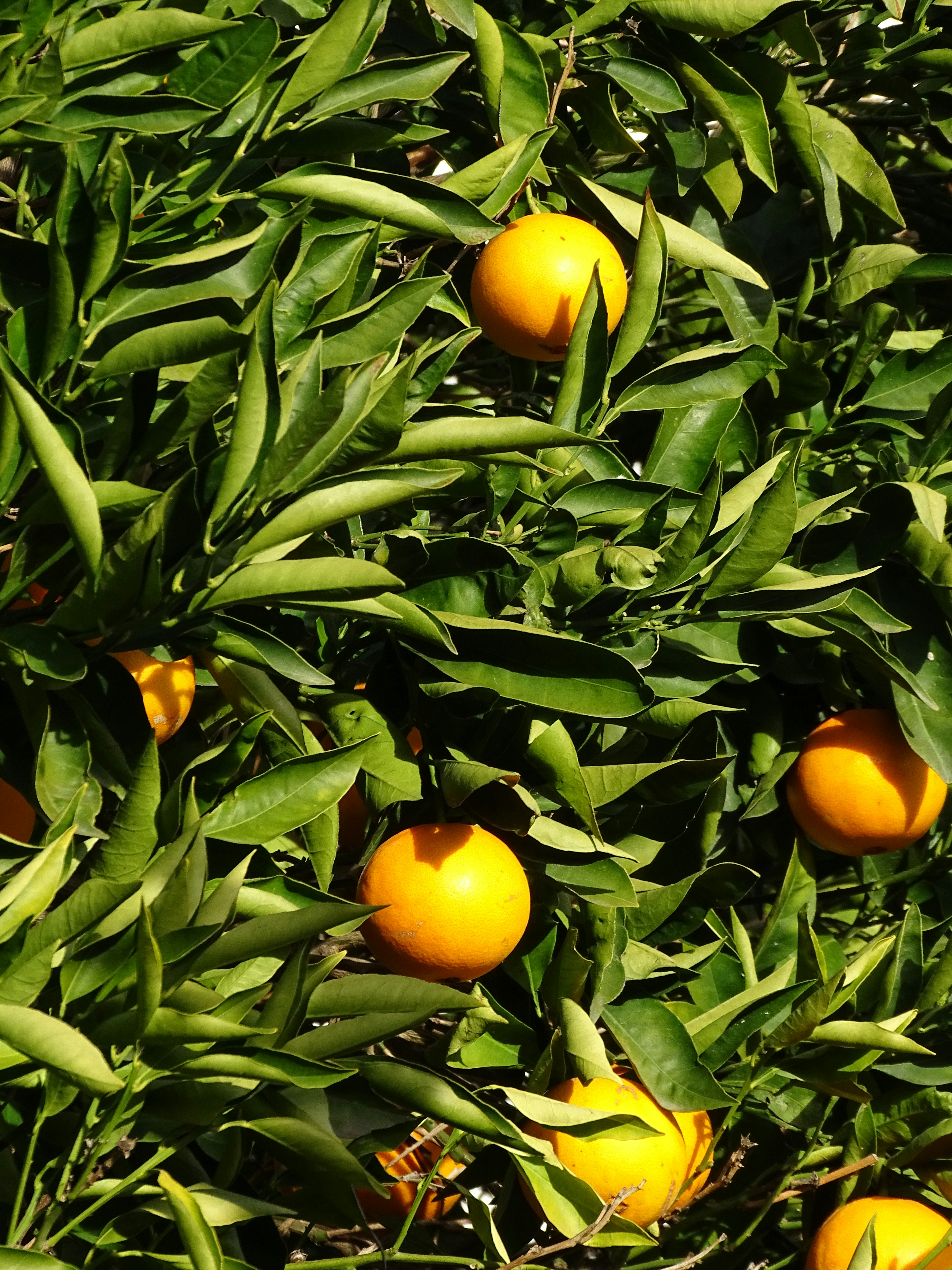 Oranges Woven Through a Sea of Leaves