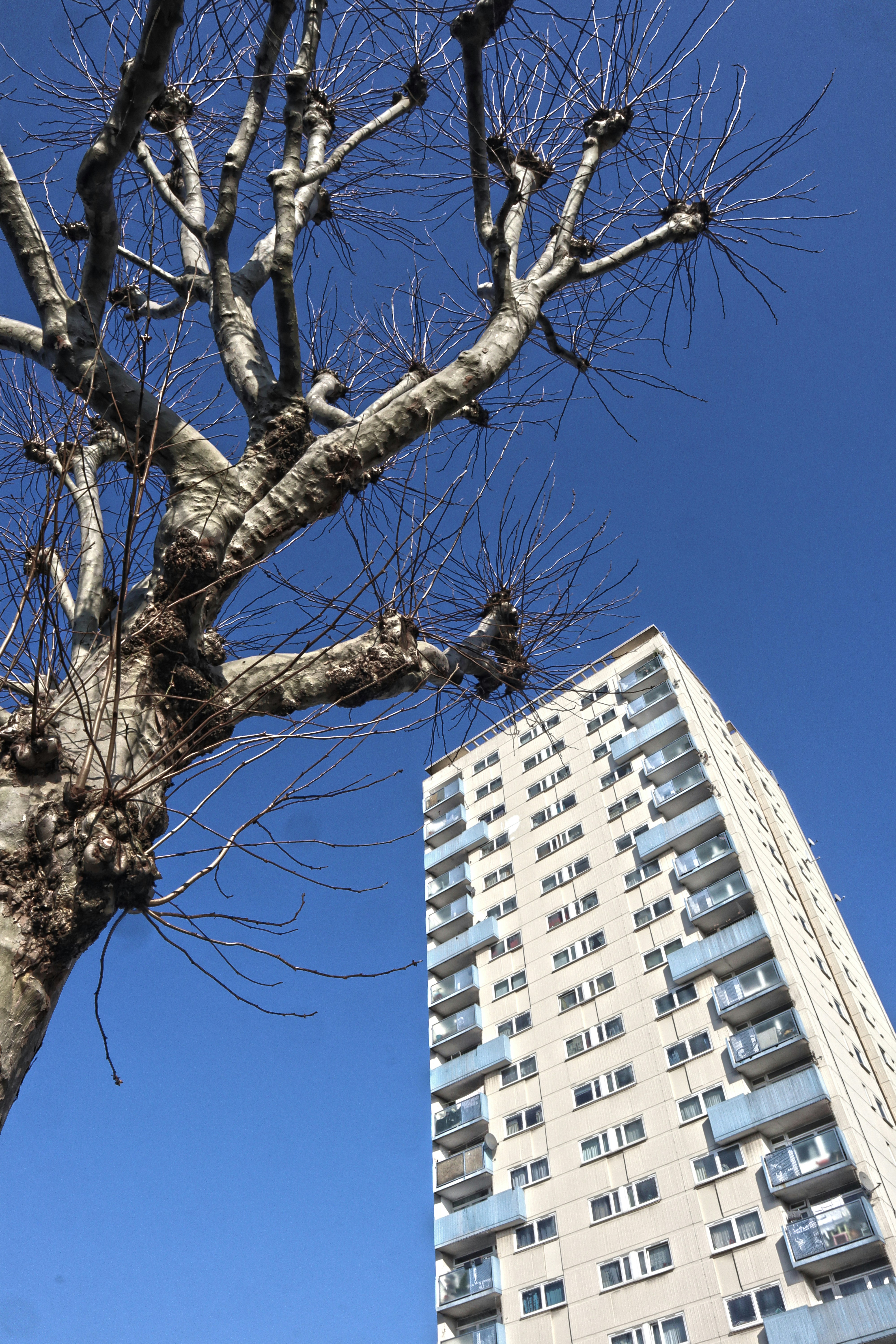 Gnarled Tree Framing a Cerulean City Edge